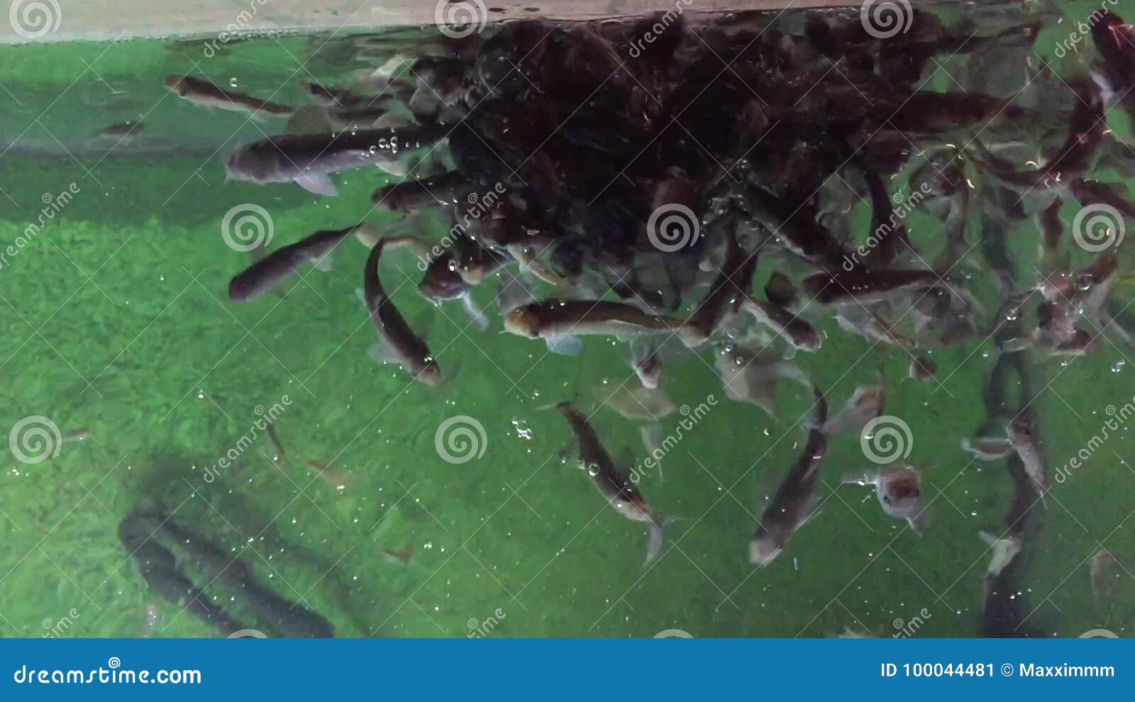 Fish Spa with Garra Rufa in a Beautiful Green Water Stock Video - Video ...