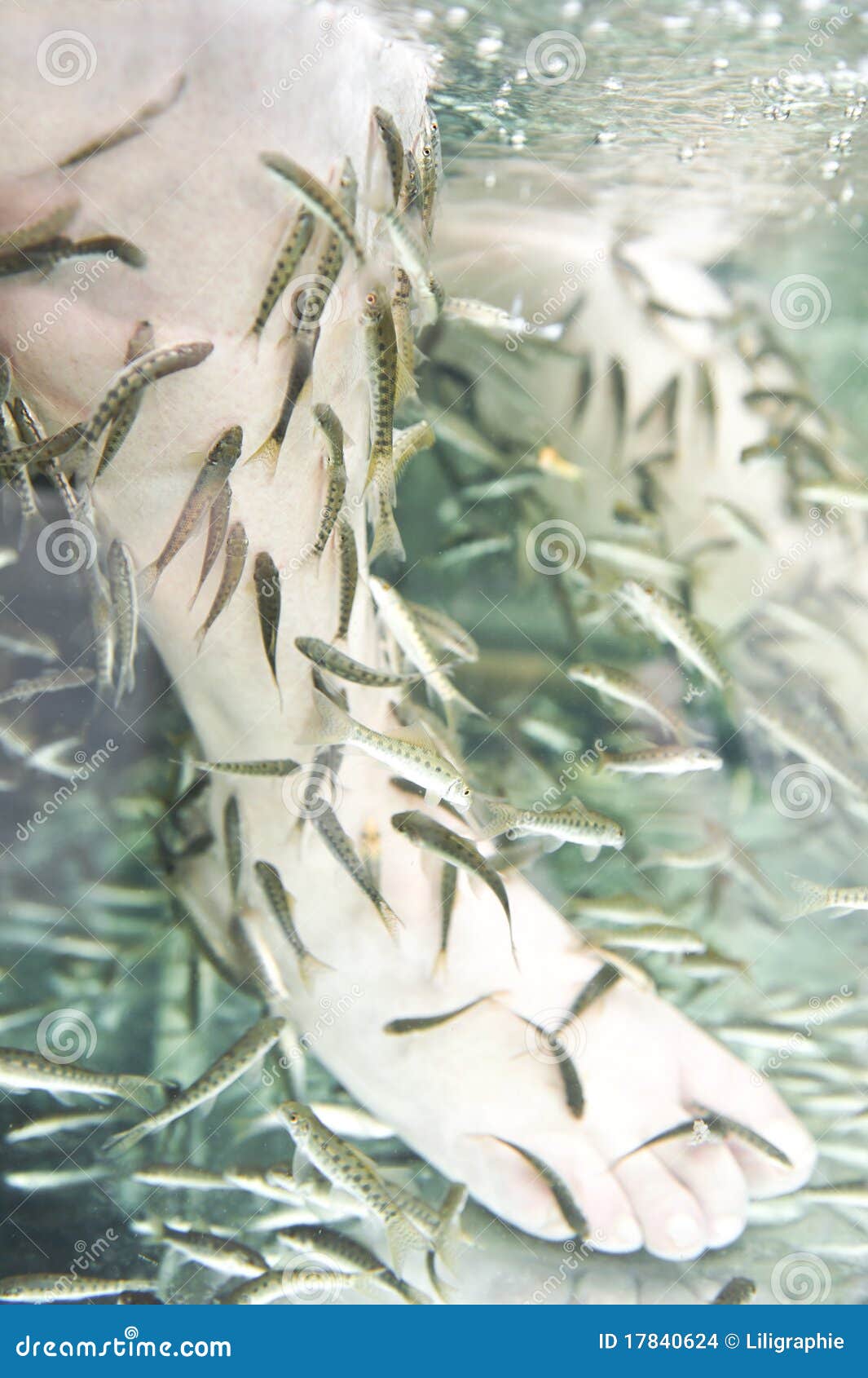 Fish Spa Skin Therapy stock photo. Image of therapy, care - 17840624