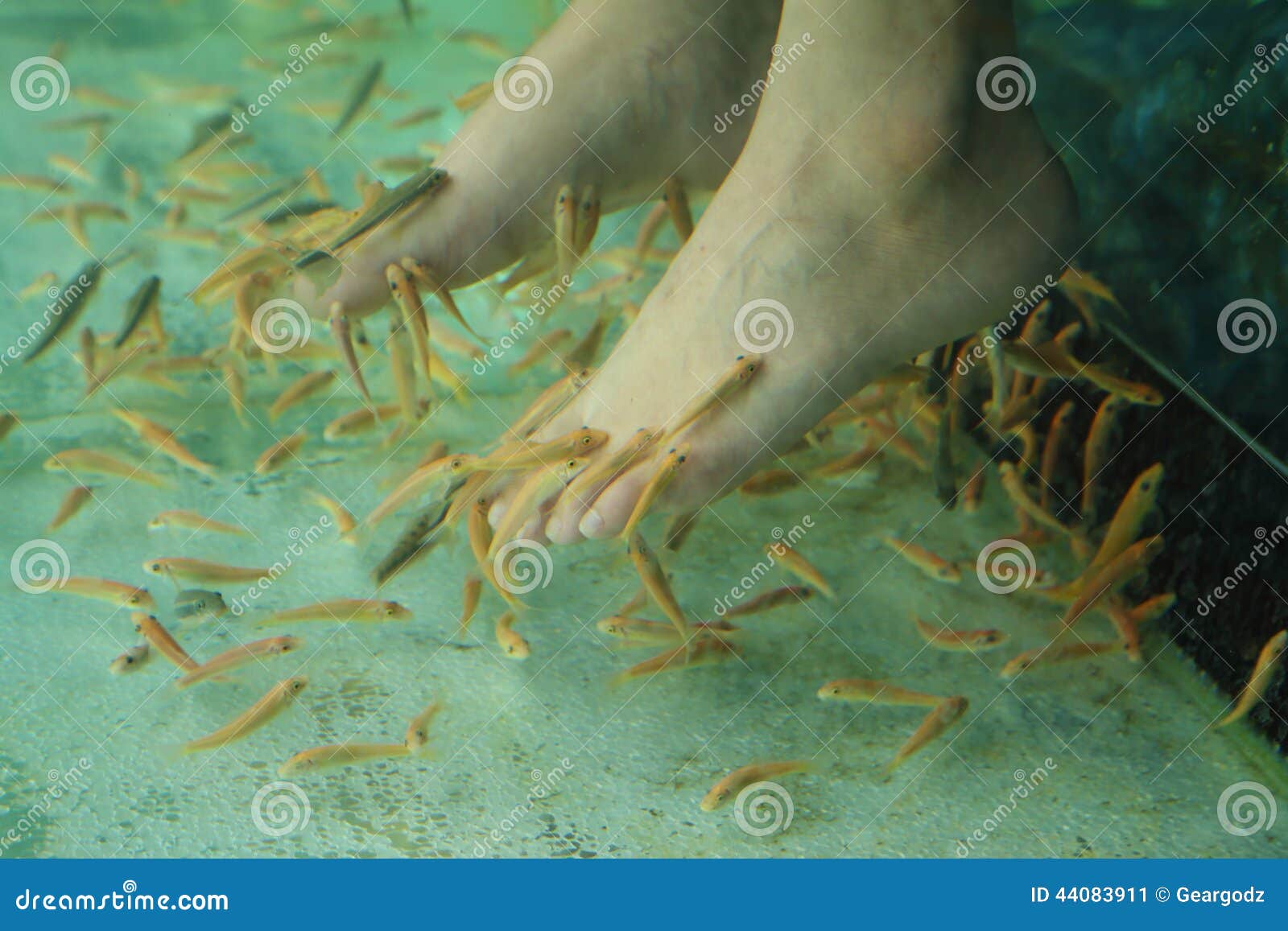 Fish Spa Skin Therapy stock image. Image of doctor, pedicure - 44083911