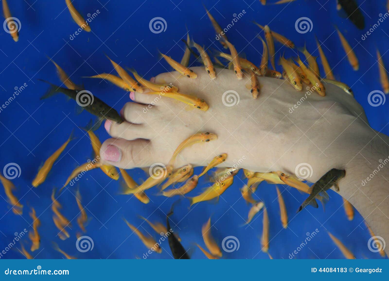 Fish Spa Skin Therapy stock image. Image of concept, hygiene - 44084183