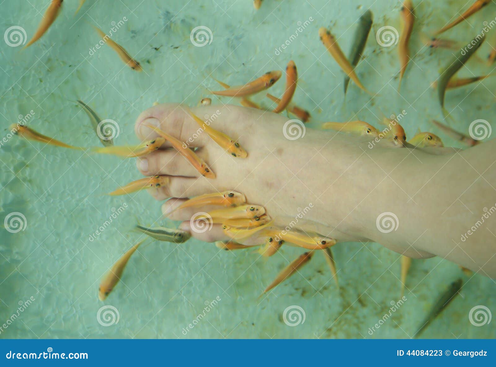 Fish Spa Skin Therapy stock image. Image of salon, skin - 44084223