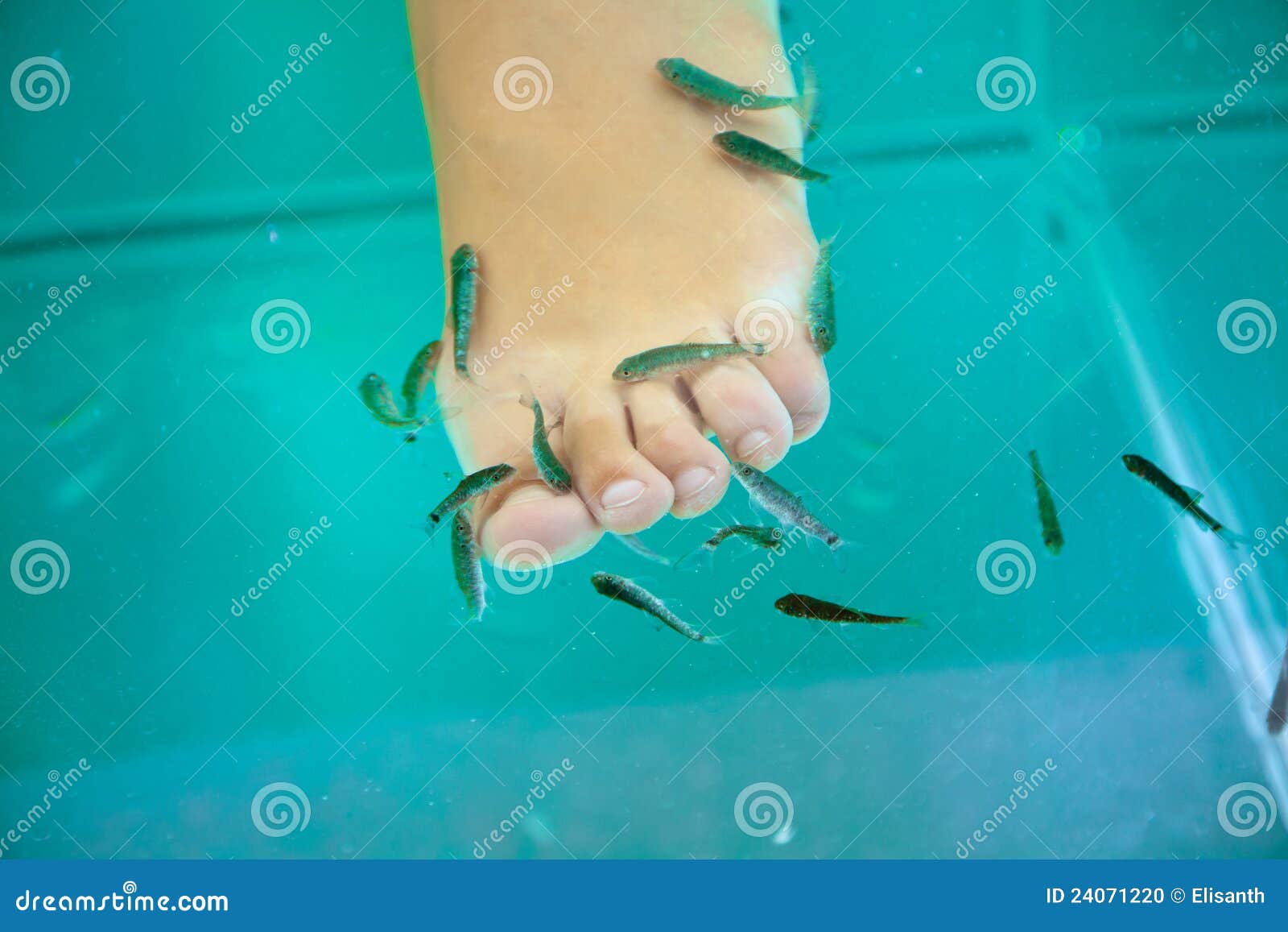 Fish Spa Treatment, Garra Rufa Fish Stock Photo - Image of garra ...