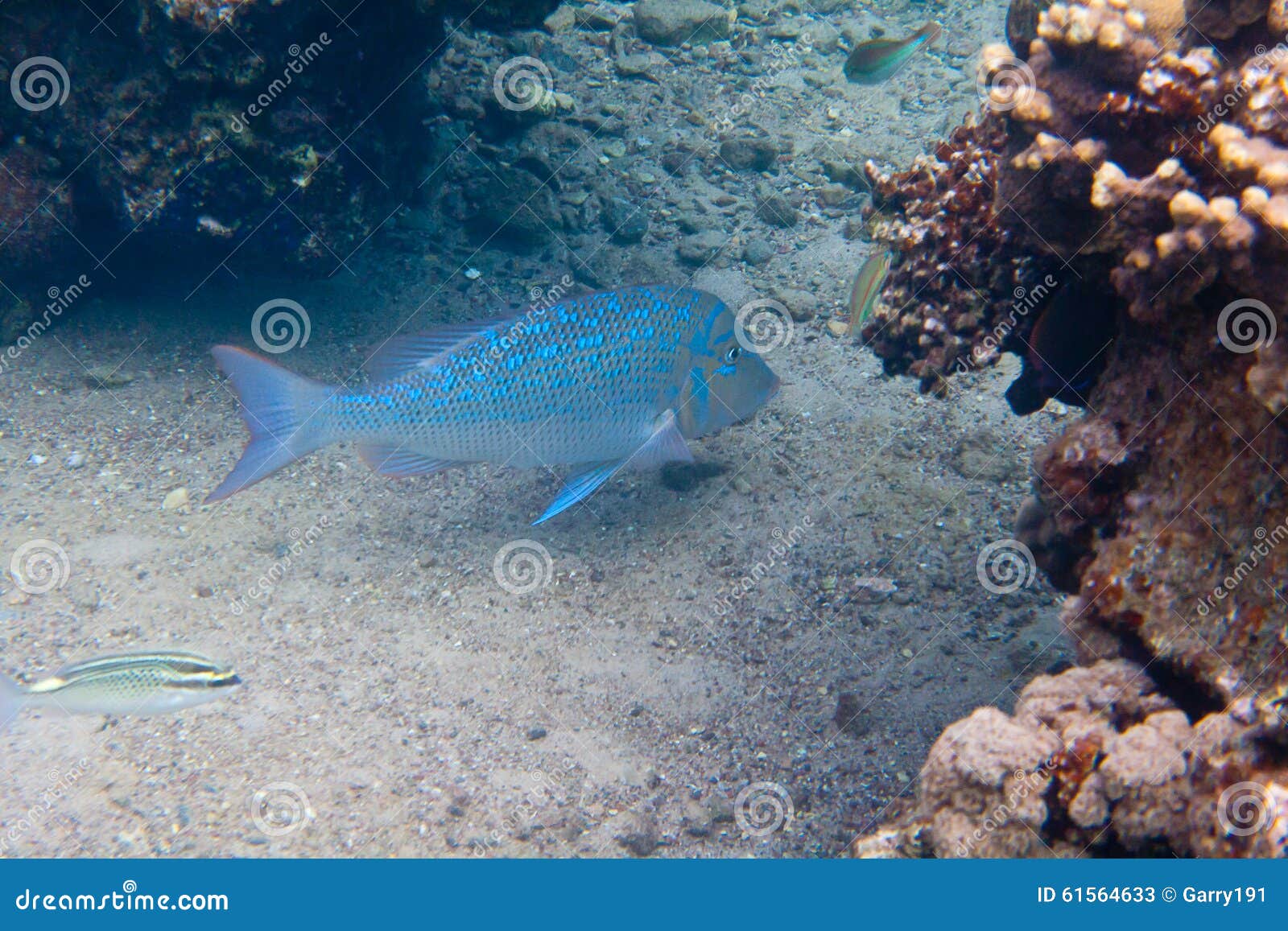 Fish Spangled Emperor is Under Water Stock Image - Image of reef, ocean ...