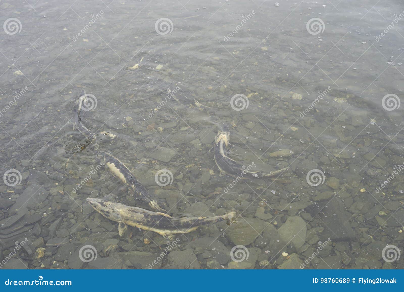 Fish Spawned Out Dying stock image. Image of environmental - 98760689