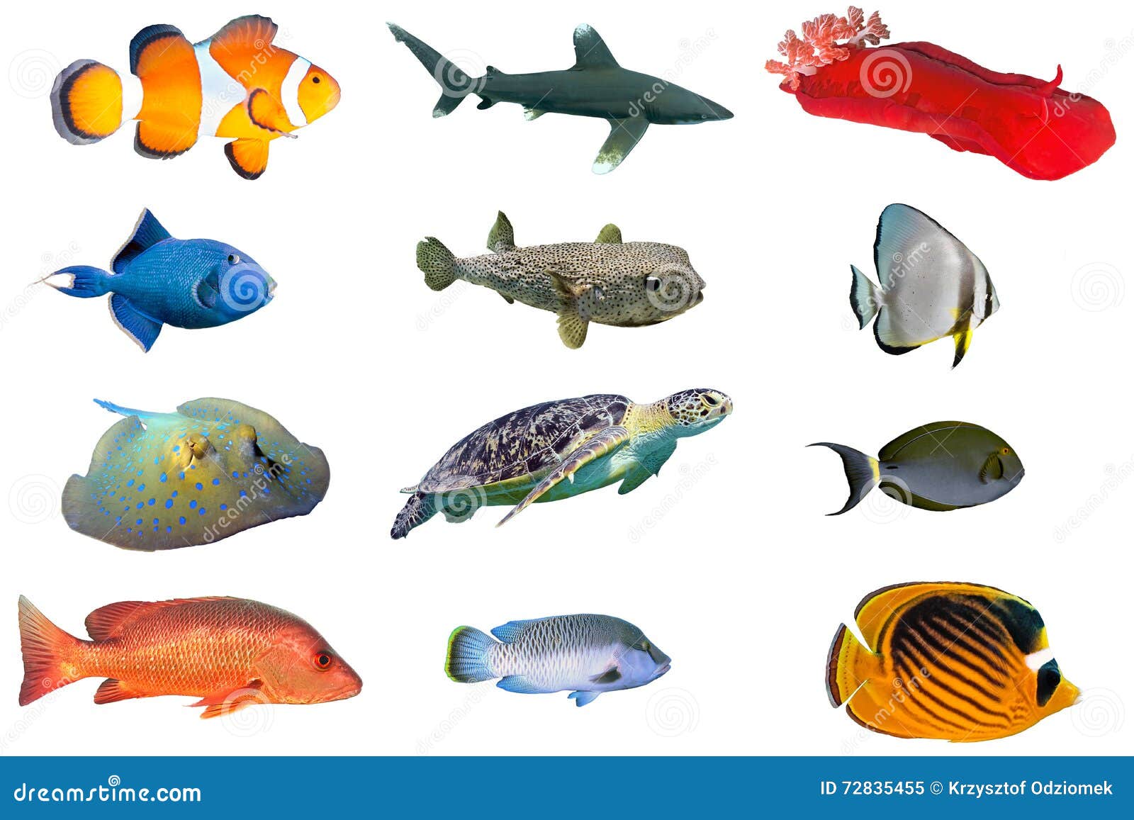 Ocean Fish Identification