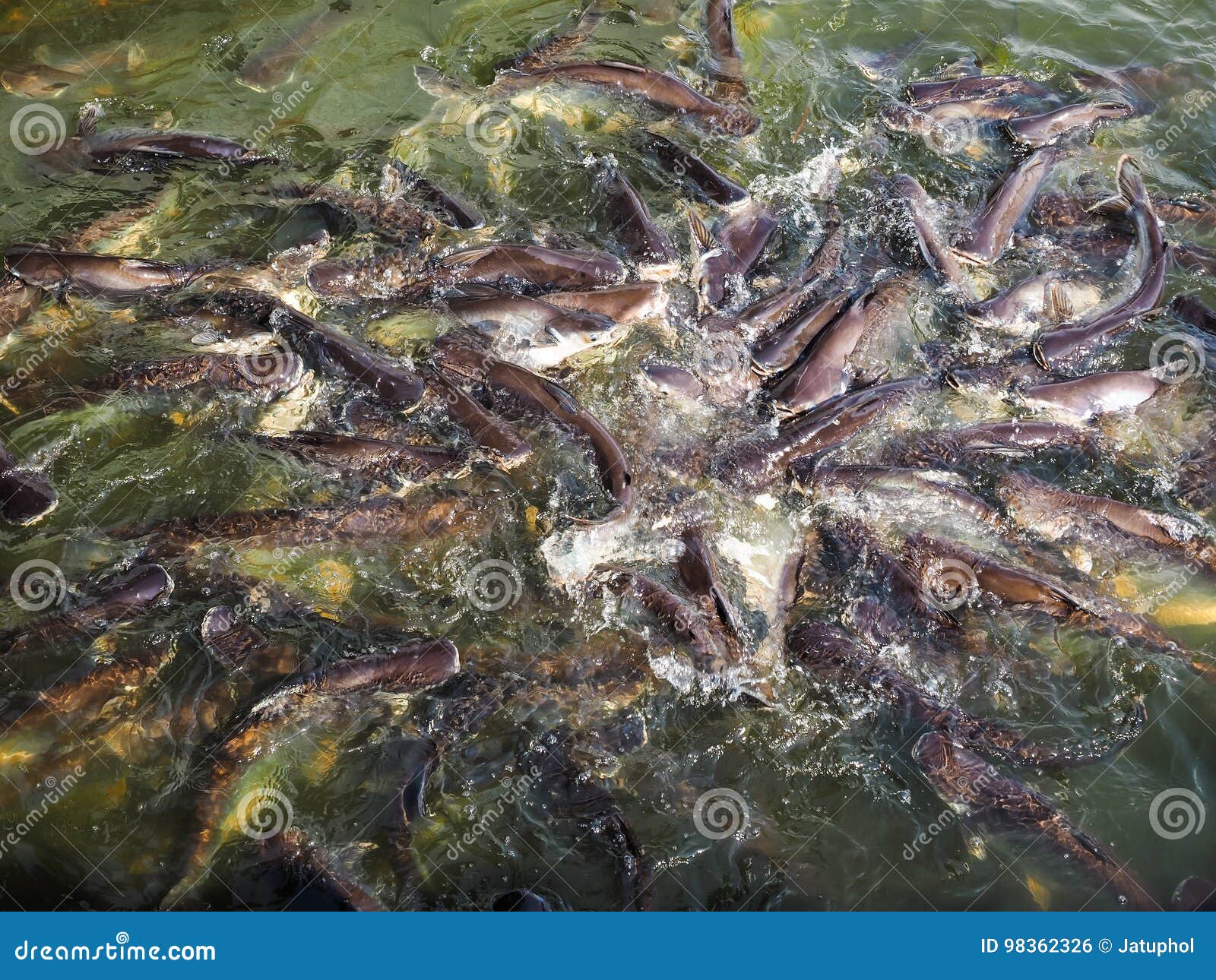 Fish Splash Water stock photo. Image of catfish, lake - 98362326