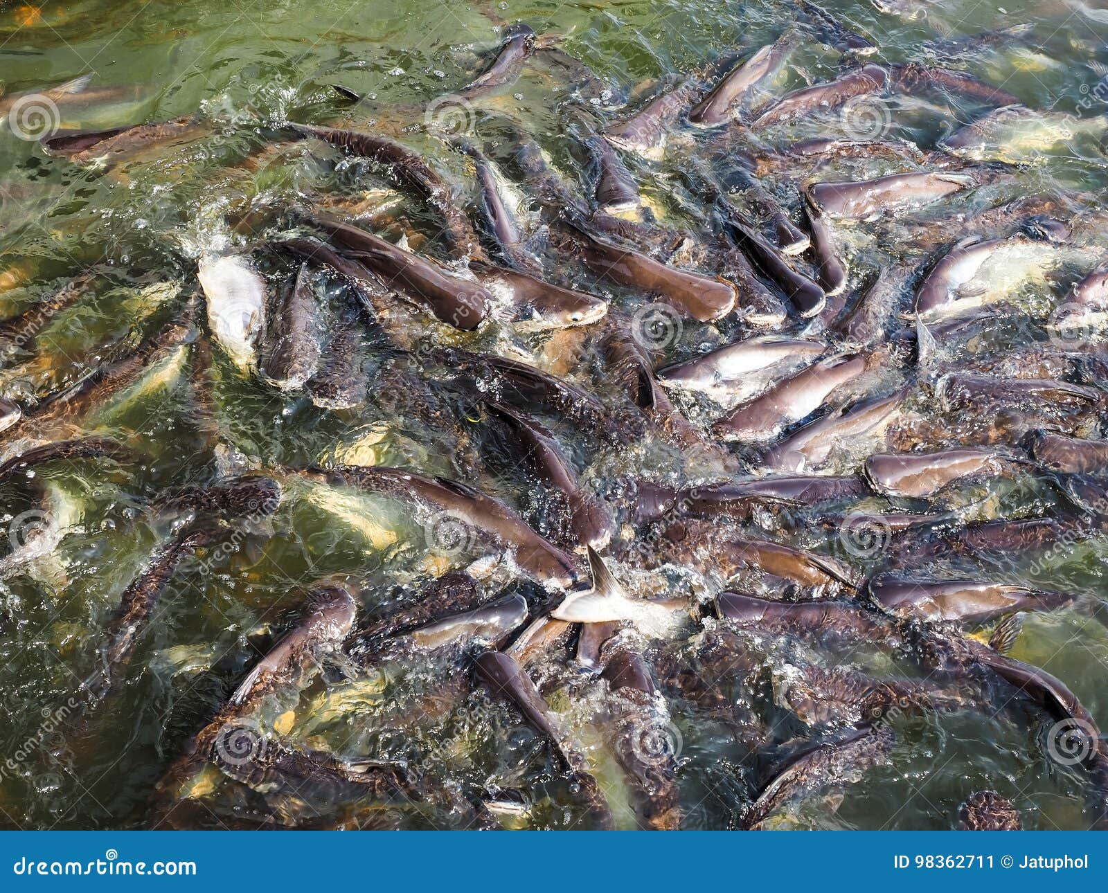 Fish Splash Water stock image. Image of happy, enjoy - 98362711