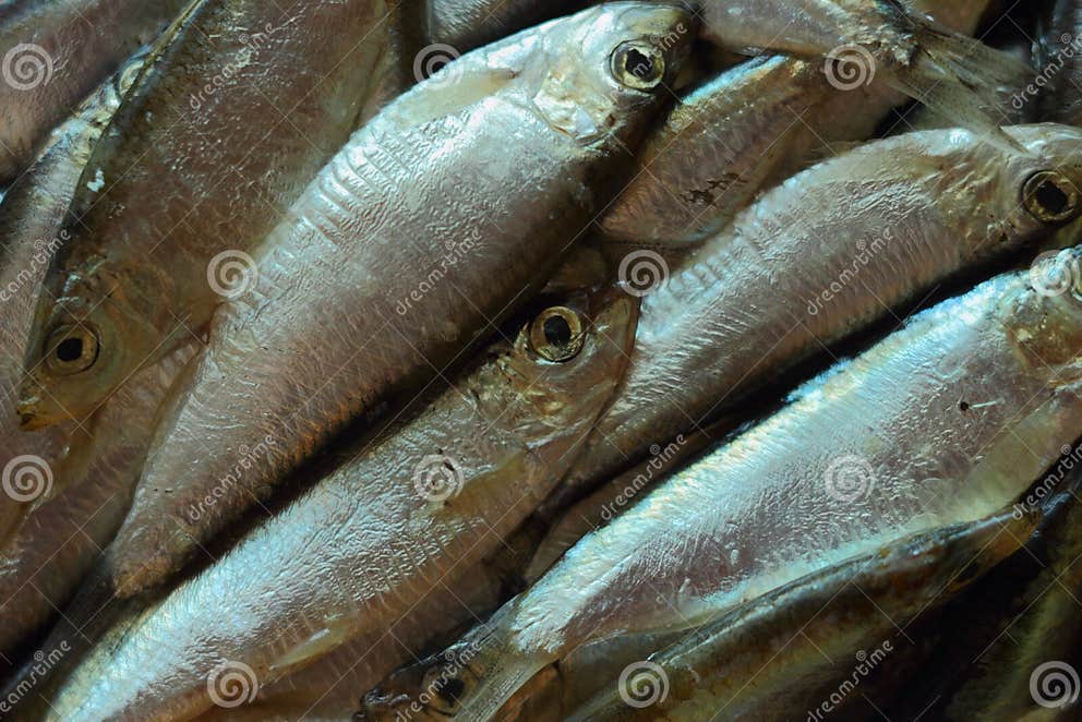 Fish sprat stock photo. Image of tail, food, healthy - 52638430