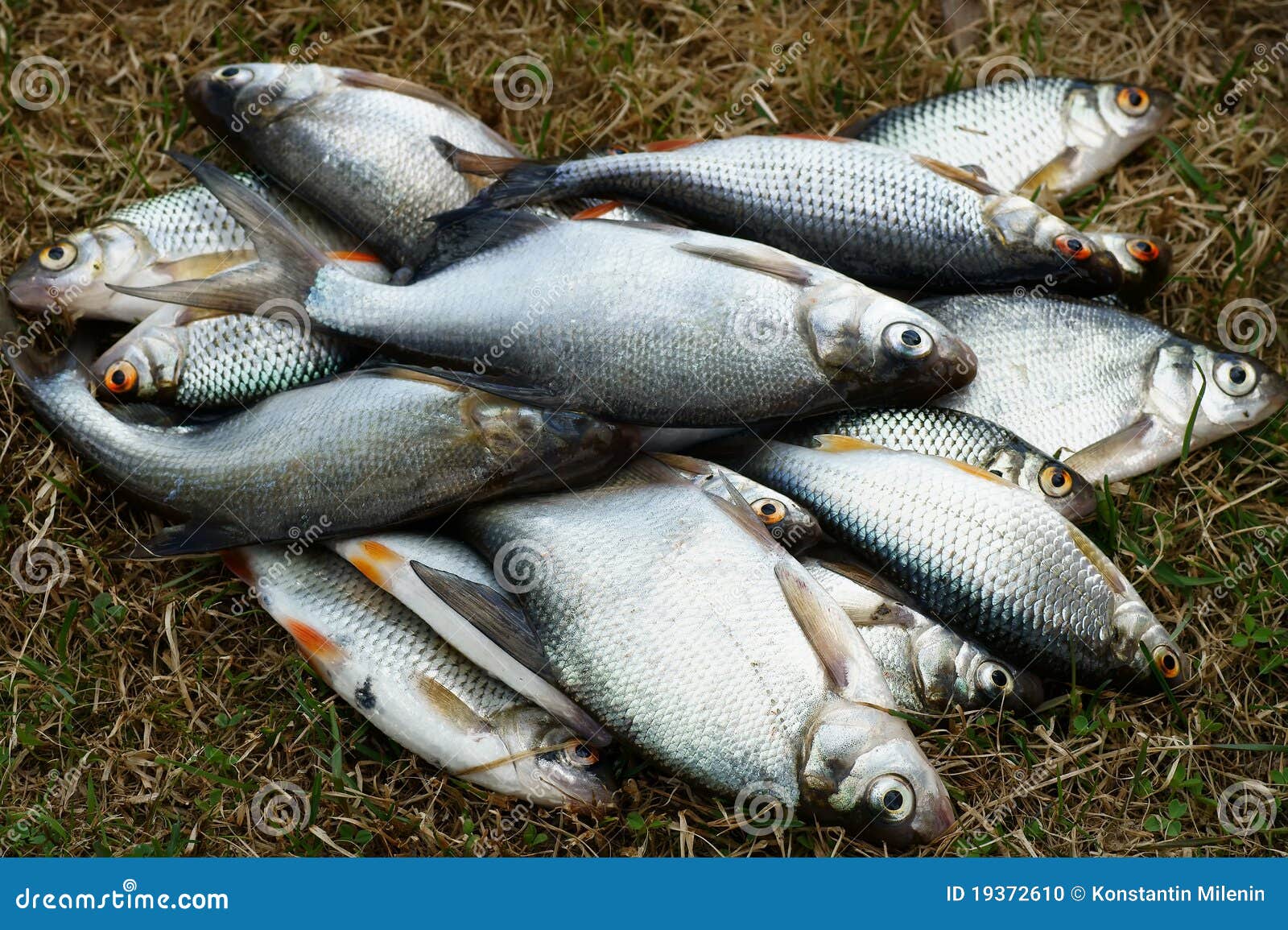 Fish, spring fishing stock photo. Image of silver, bream - 19372610