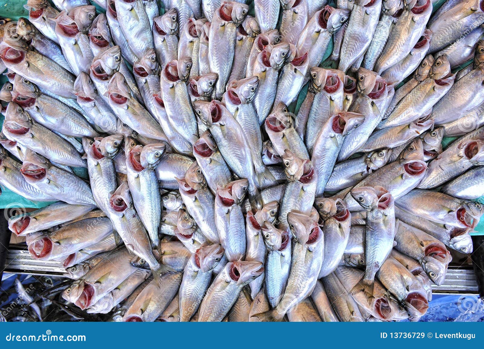 Fish stall stock image. Image of food, shrimp, crab, gray - 13736729