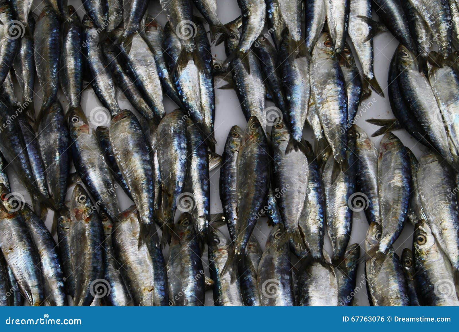 Fish Stall Abstract stock photo. Image of market, morocco - 67763076
