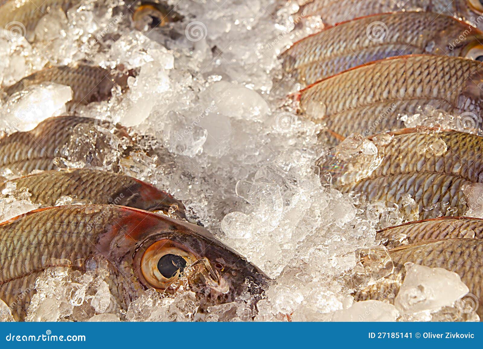 Fish Stand with Ice and Fishes Stock Image - Image of closeup, food ...