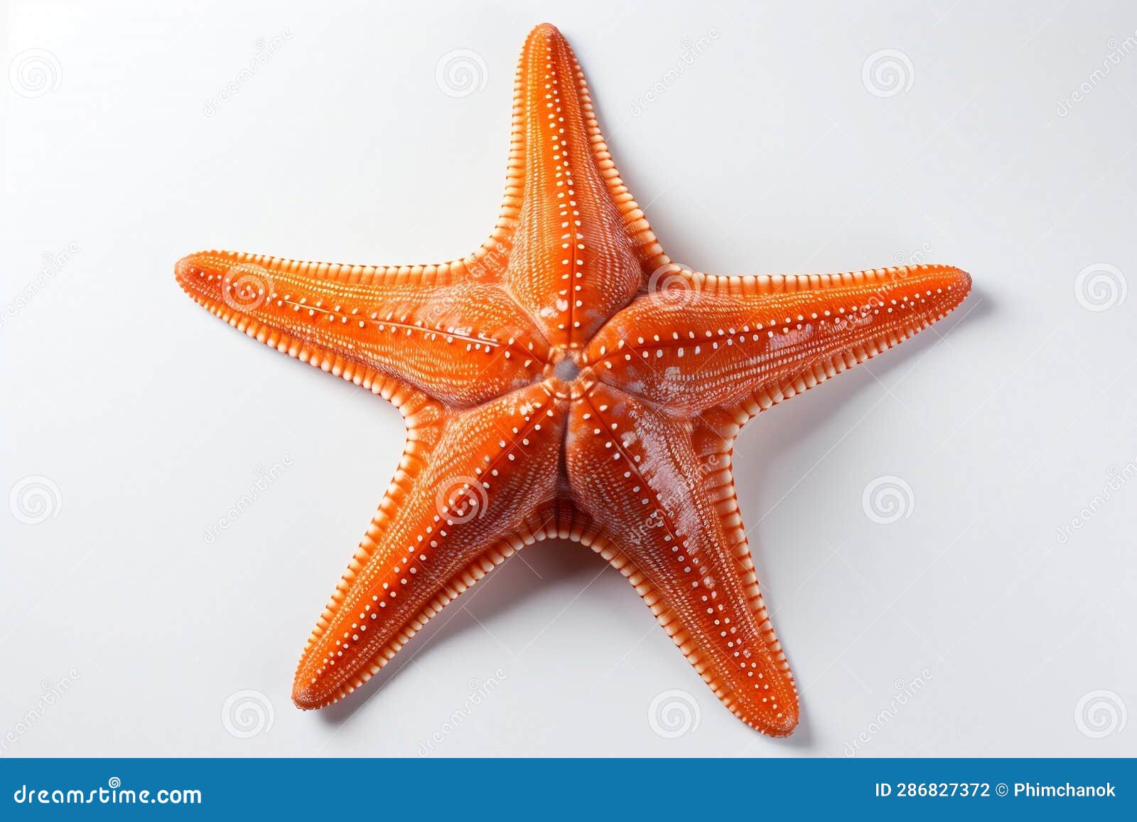 Fish Star on White Background Stock Illustration - Illustration of ...