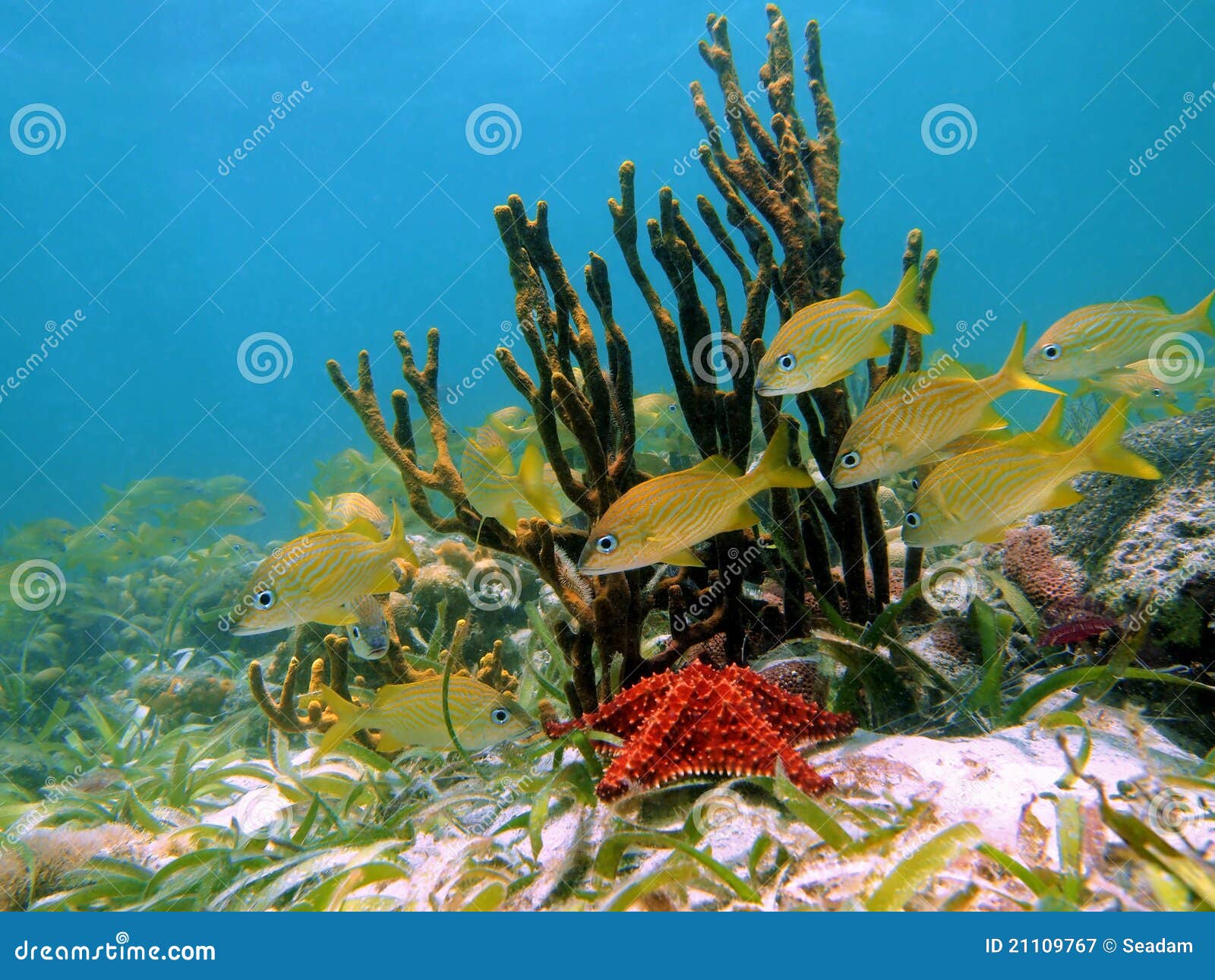 Fish and starfish stock image. Image of colorful, exotic - 21109767