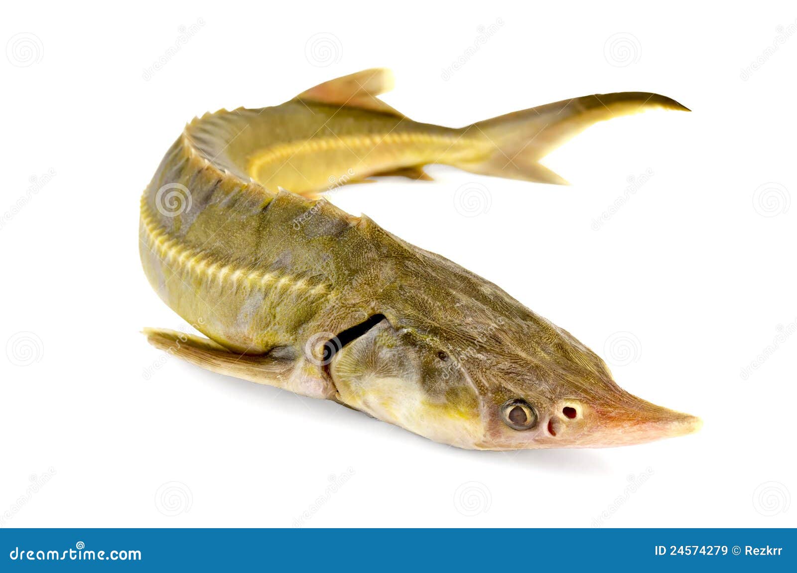 Fish starlet stock image. Image of diet, color, nature - 24574279