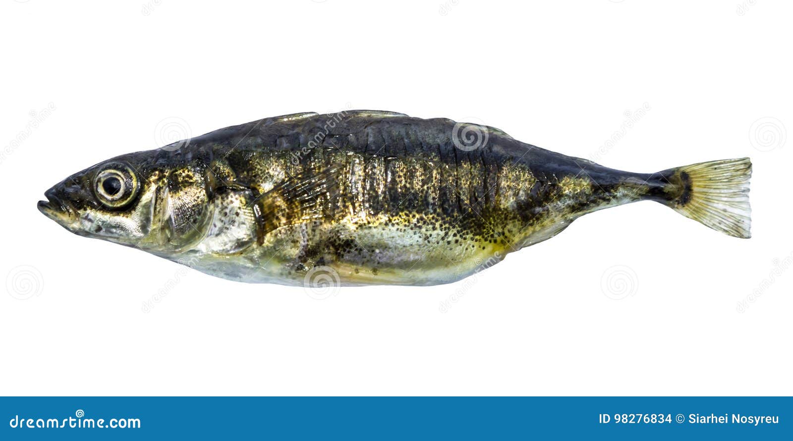 Cartoon Minnow Stock Photos - Free & Royalty-Free Stock Photos from ...