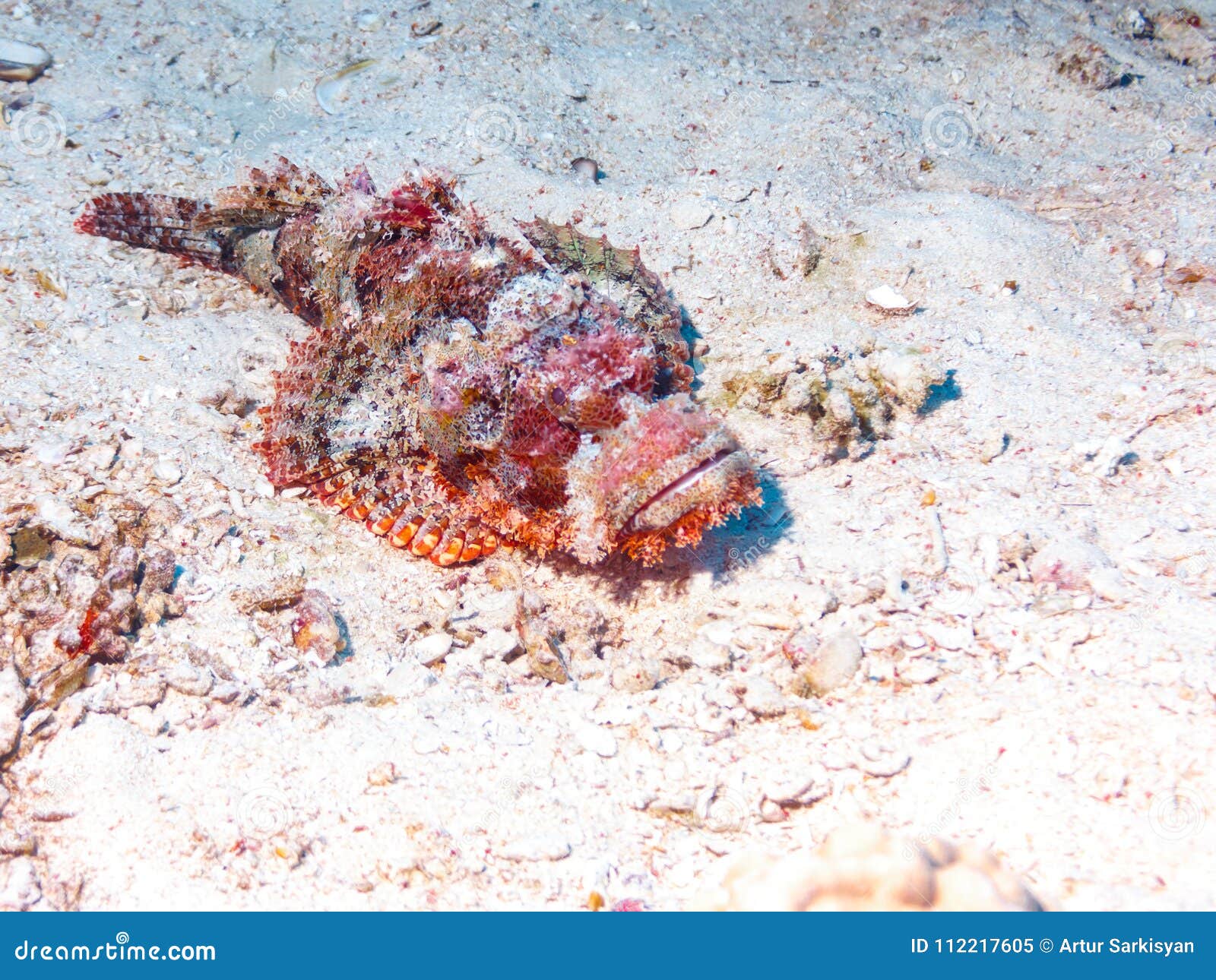 Fish Stone Lying on the Bottom. Stock Image - Image of animal, egypt ...