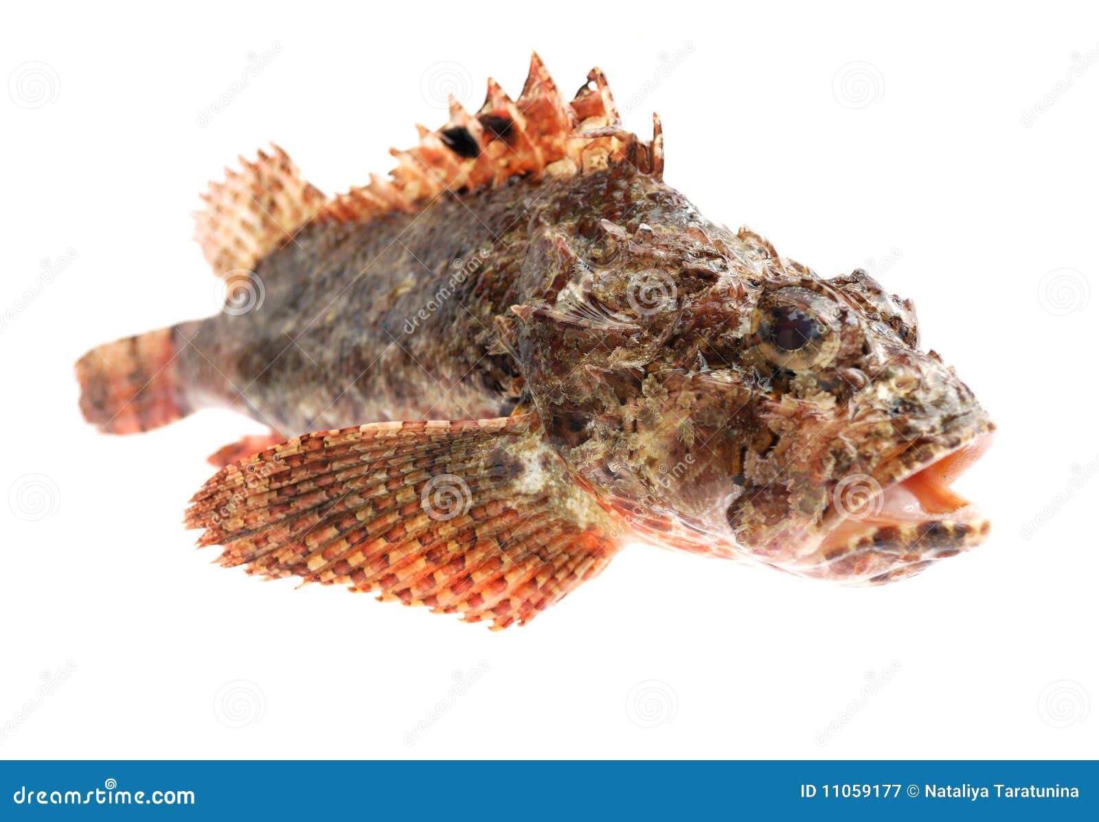 772 Fish Stone Perch Stock Photos - Free & Royalty-Free Stock Photos ...