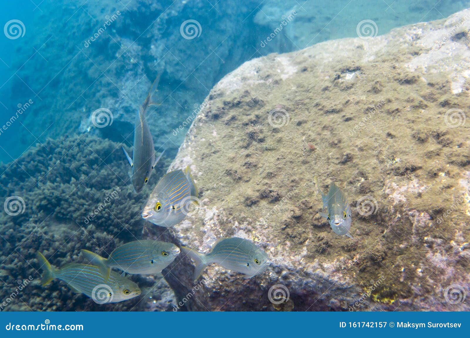 Fish at the stone seabed stock image. Image of apex - 161742157
