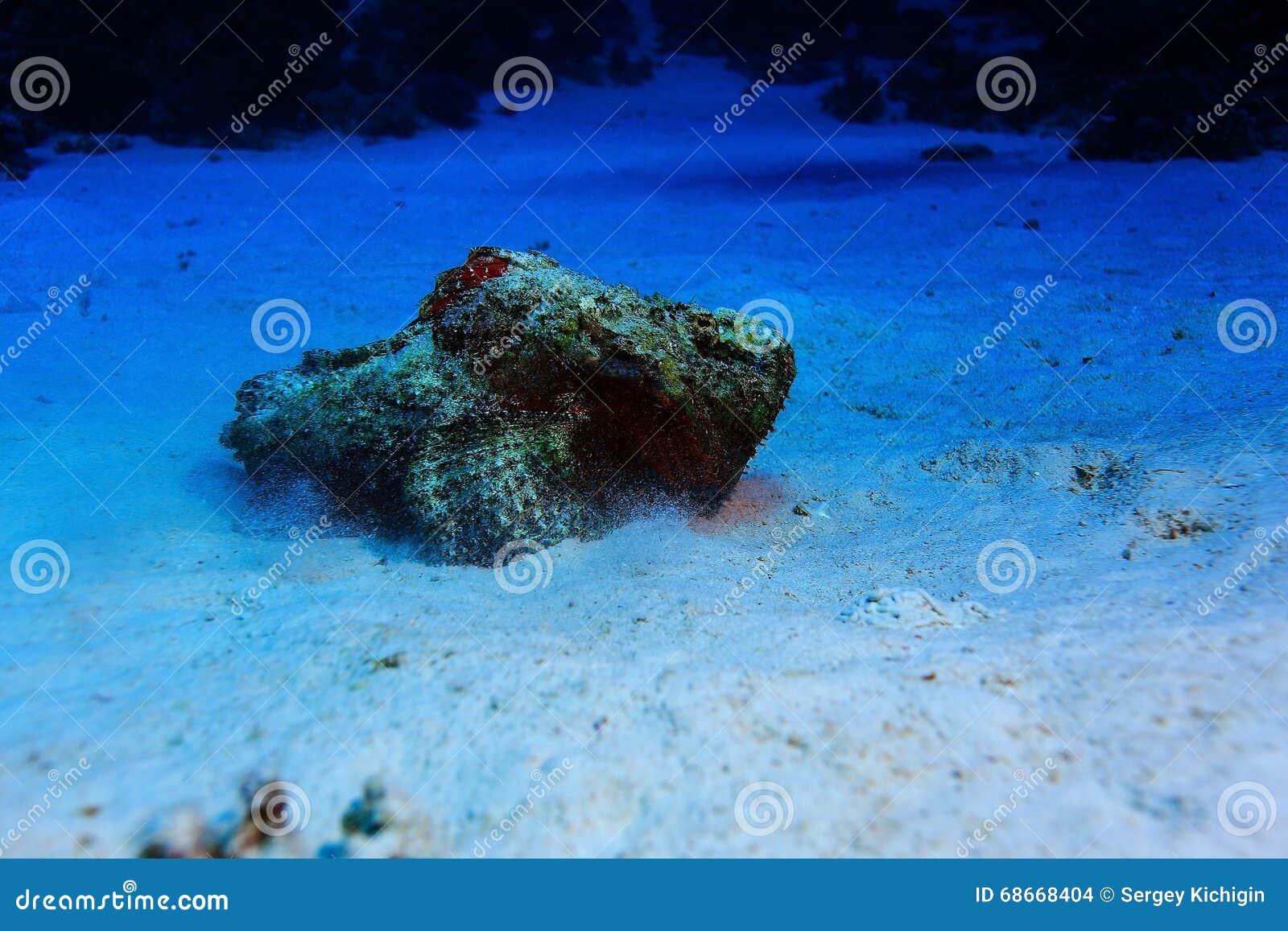 Fish stone at seabed stock photo. Image of bottom, coral - 68668404
