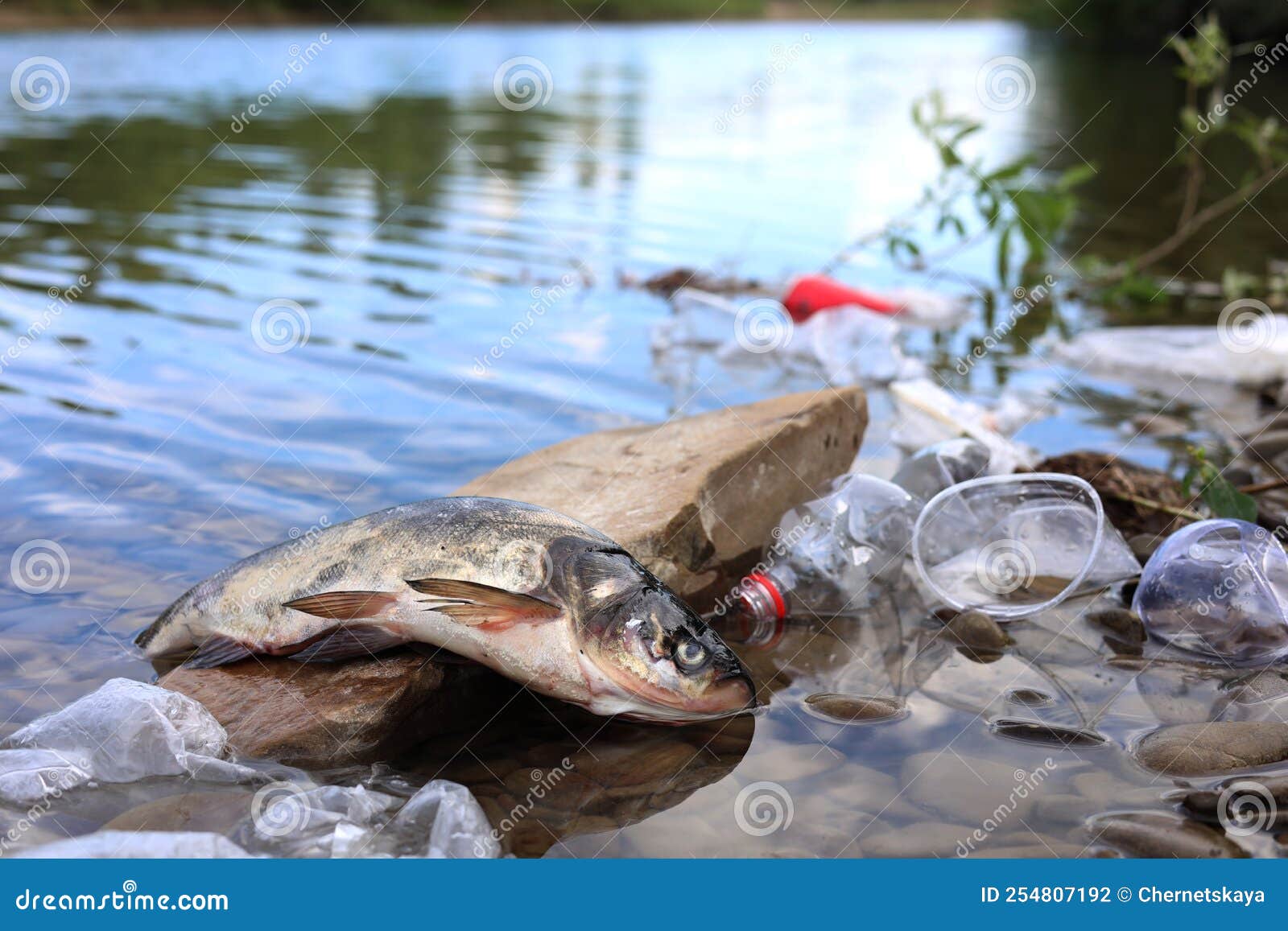 Dead Fish on Stone among Trash in River. Environmental Pollution ...