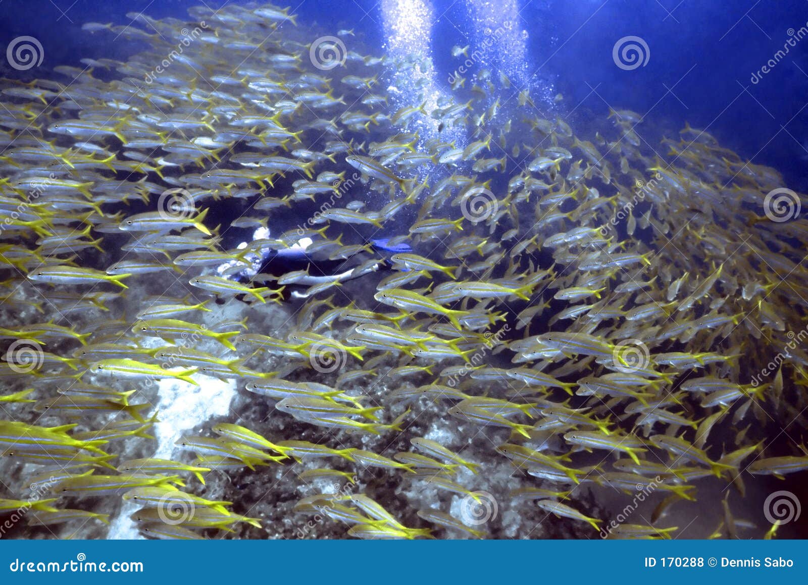 Fish Storm stock photo. Image of pattern, design, island - 170288