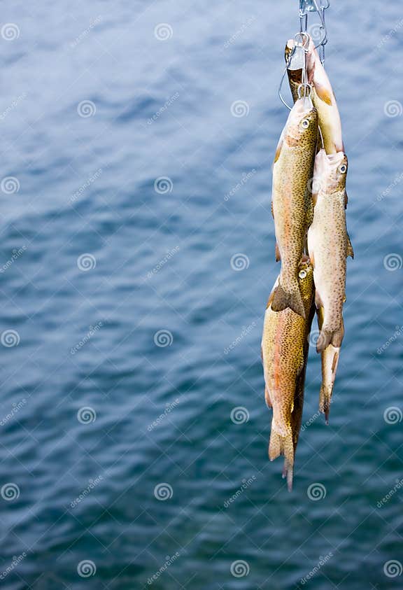 Fish on string stock image. Image of leisure, close, fish - 7379309