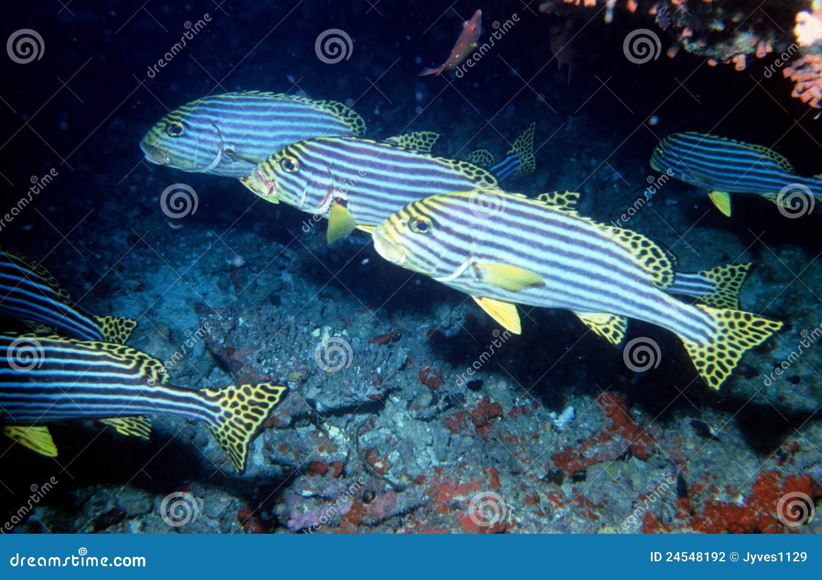 Fish stripe stock photo. Image of three, fishes, scuba - 24548192
