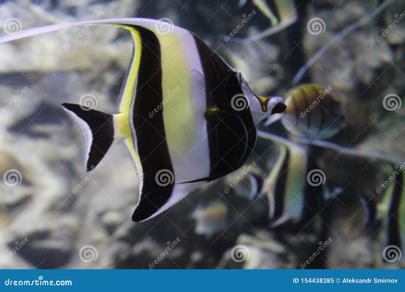 Fish Striped Angelfish in the Clear Water of the Aquarium Stock Image ...