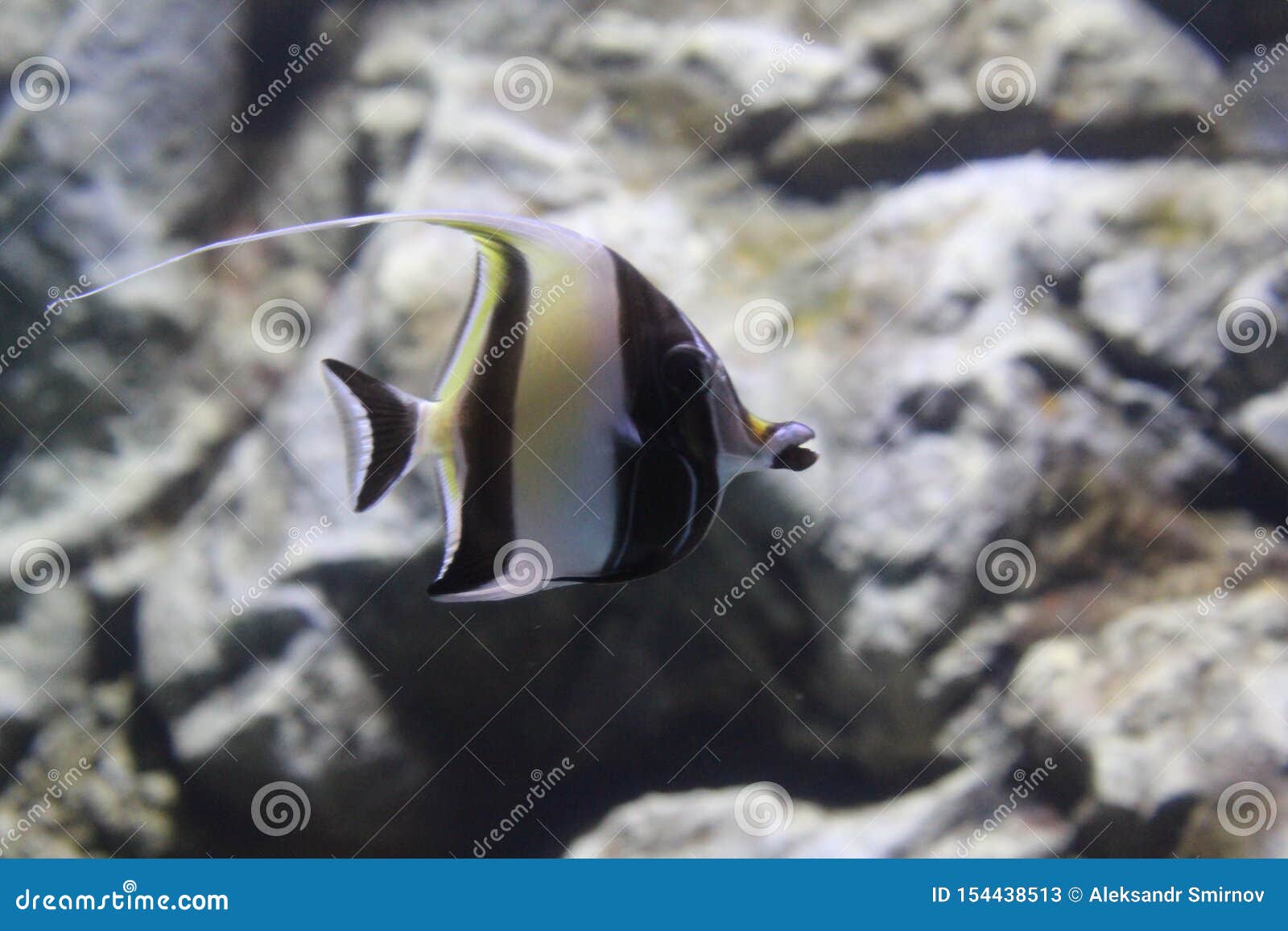 Fish Striped Angelfish in the Clear Water of the Aquarium Stock ...