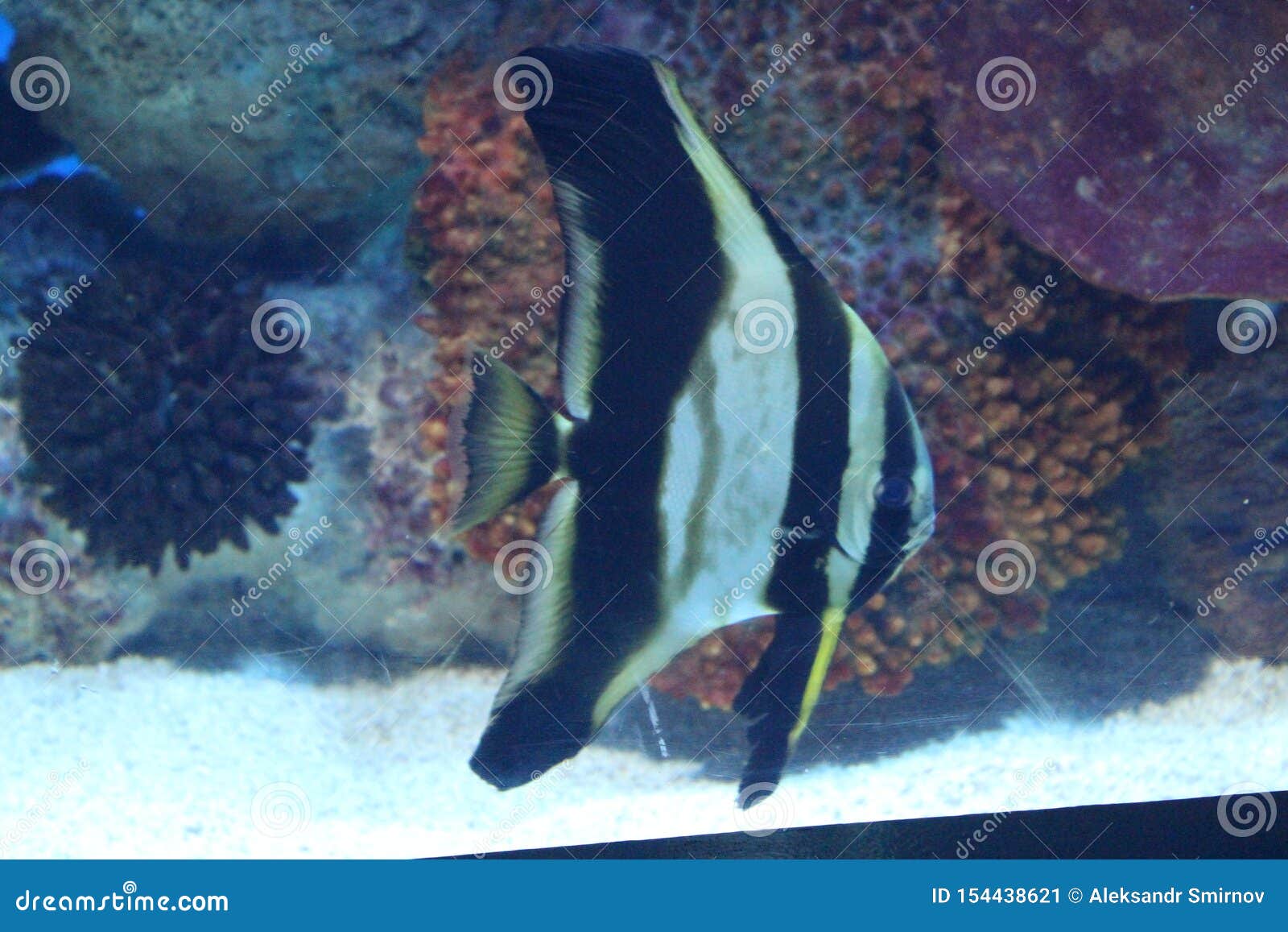 Fish Striped Angelfish in the Clear Water of the Aquarium Stock Image ...