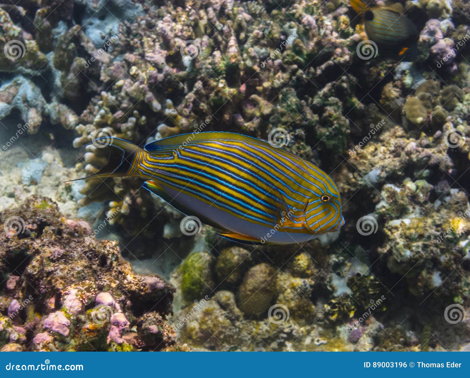 Fish with stripes in ocean stock photo. Image of deep - 89003196