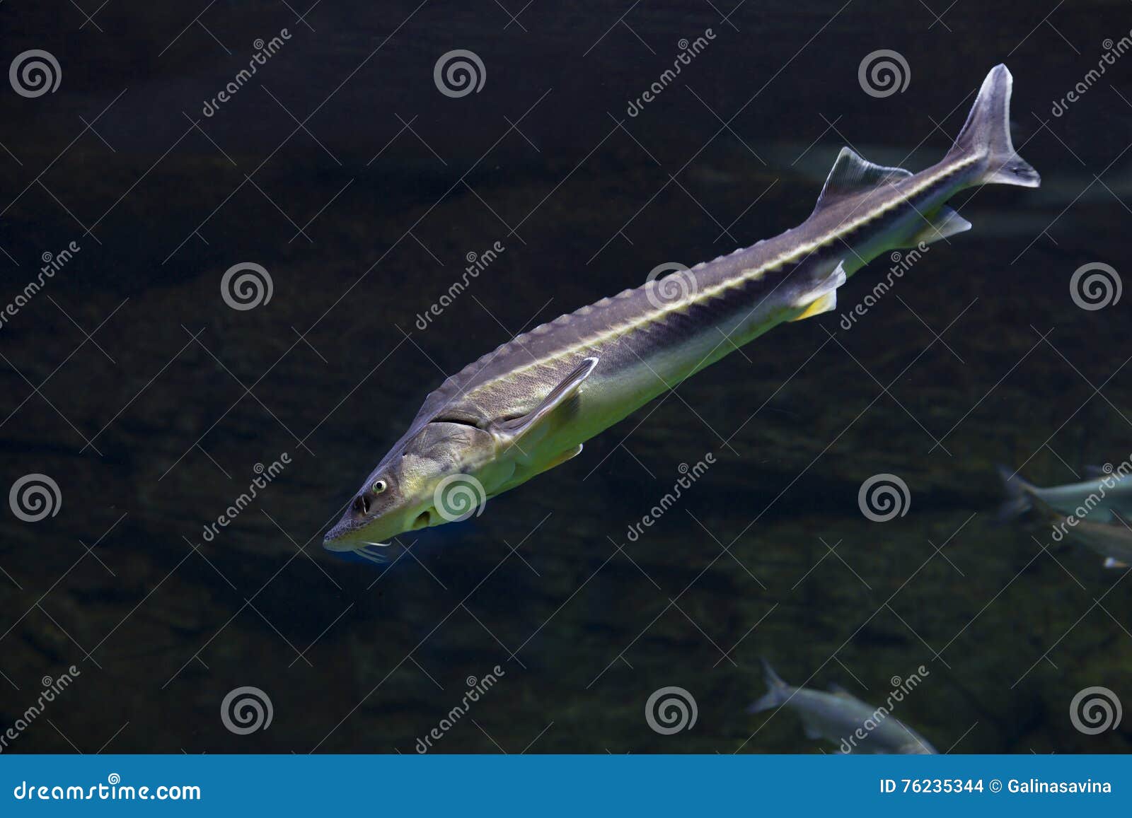 Fish sturgeon stock photo. Image of grey, water, underwater - 76235344