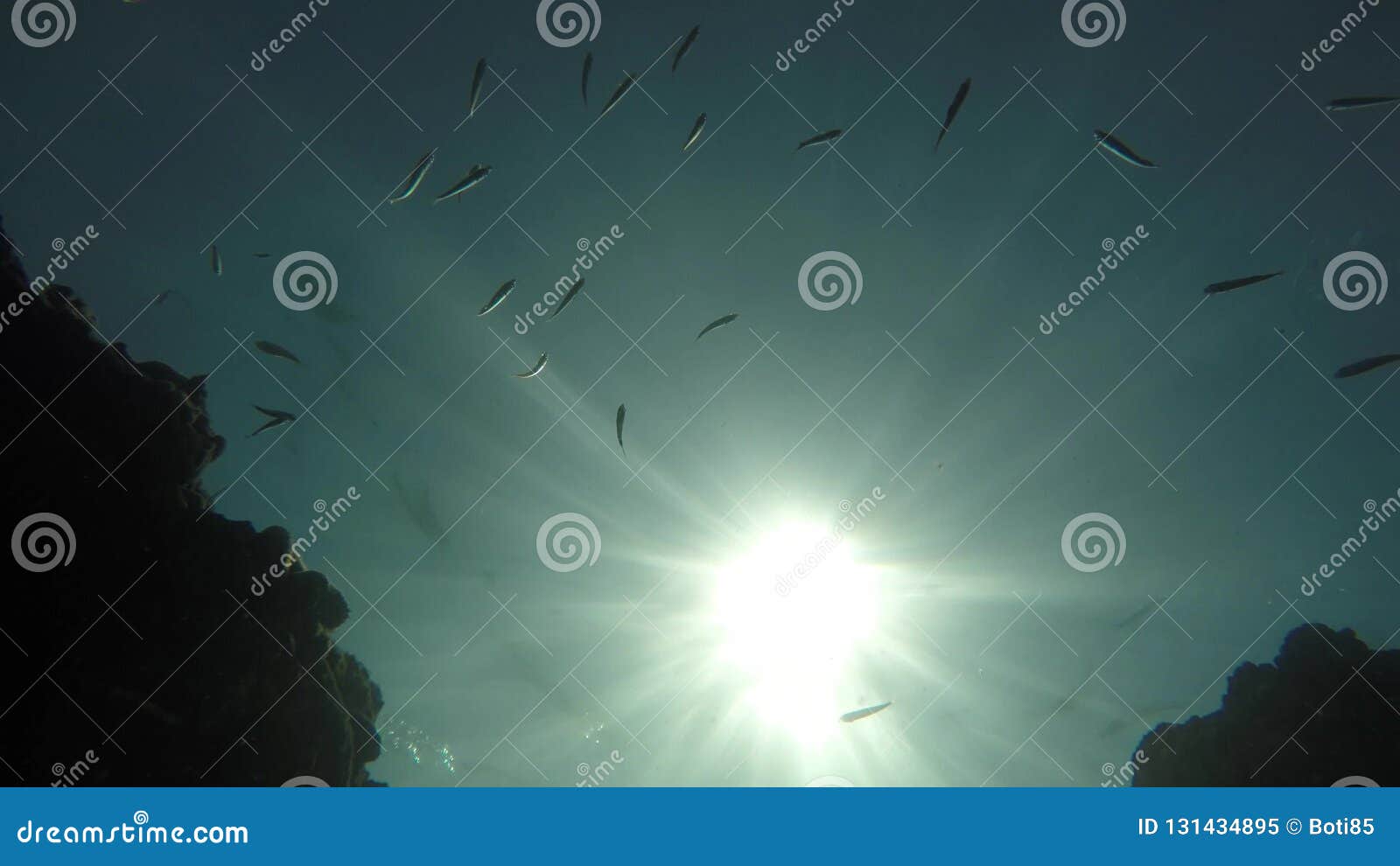 Fish in the Sunlight Underwater View Stock Video - Video of ocean ...