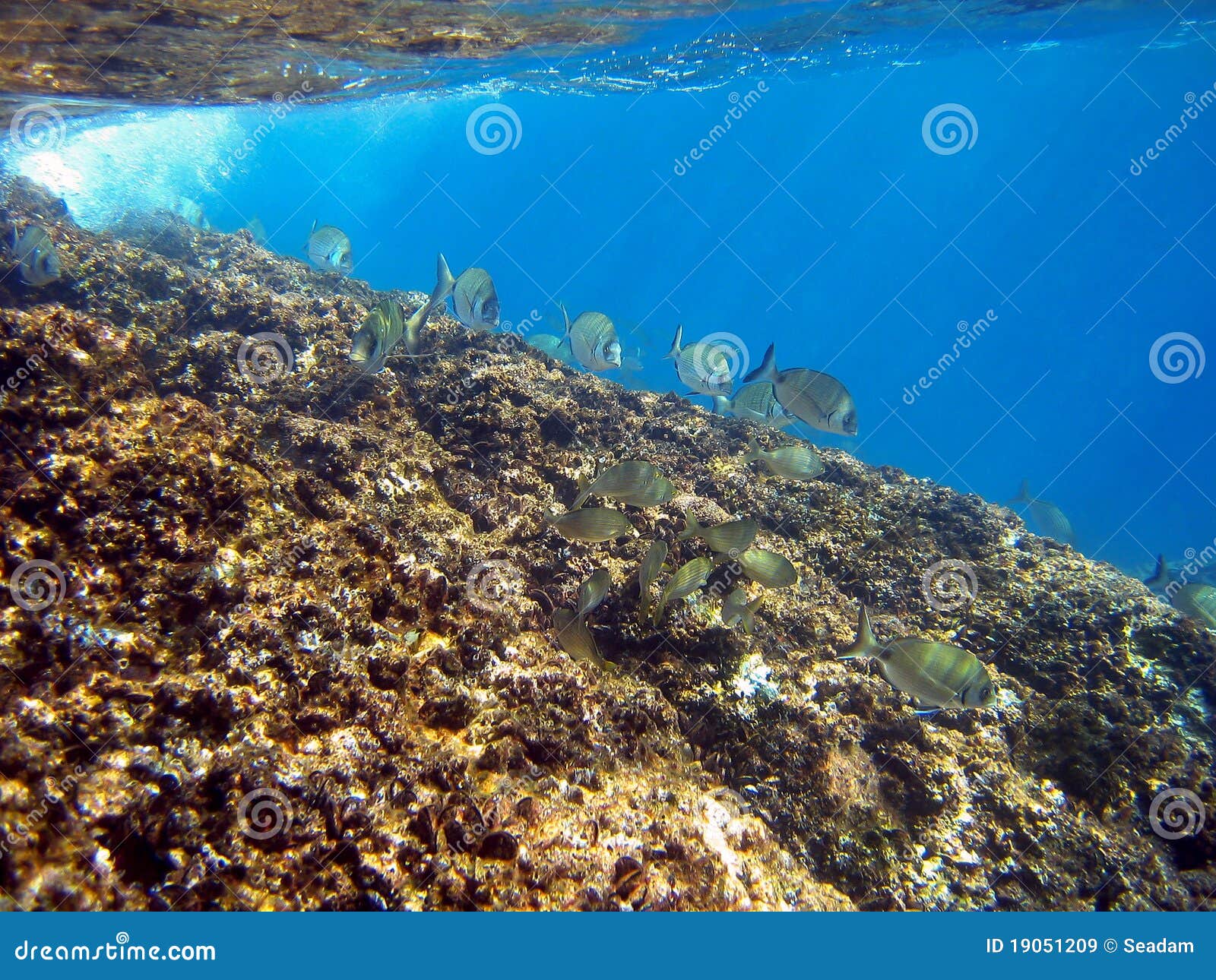 Fish and surface stock image. Image of ecosystem, sunshine - 19051209