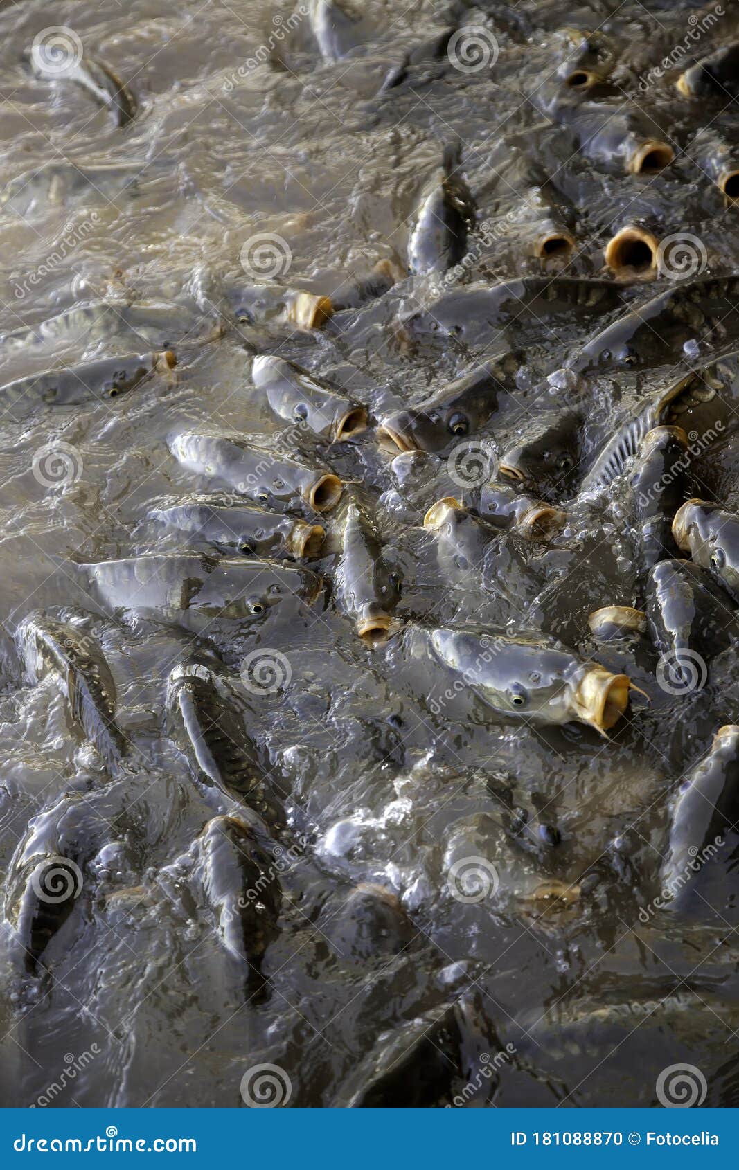Fish on the Surface of a River Stock Photo - Image of natural, closeup ...