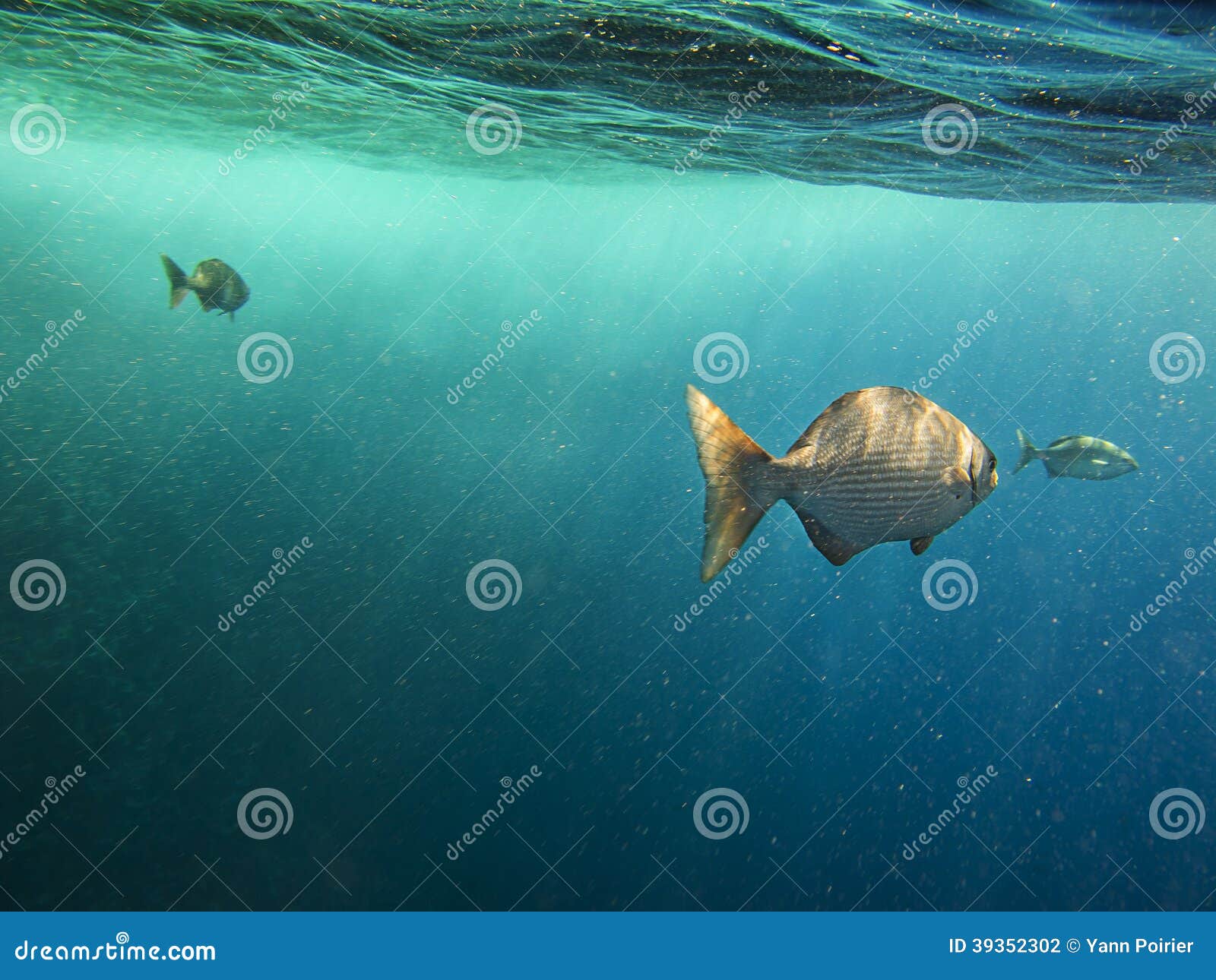 Fish at the surface stock photo. Image of life, underwater - 39352302