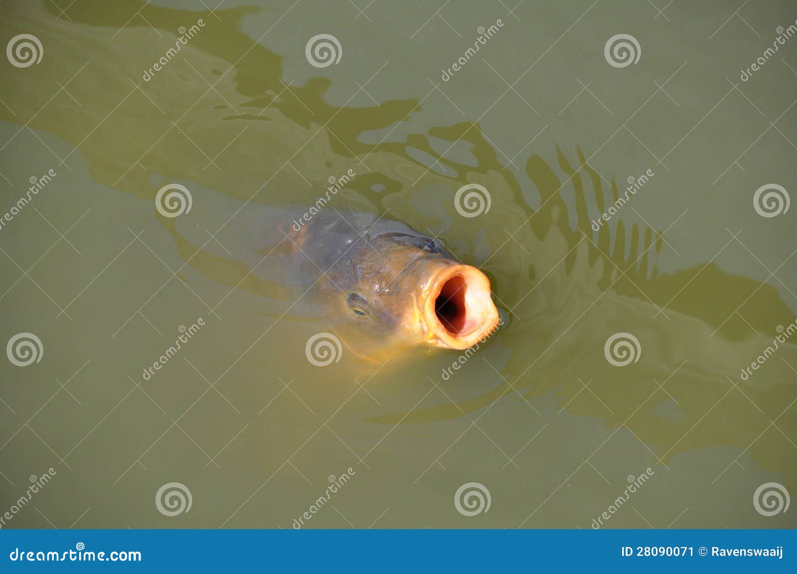 Fish on Surface of the Water Stock Image - Image of pike, surface: 28090071