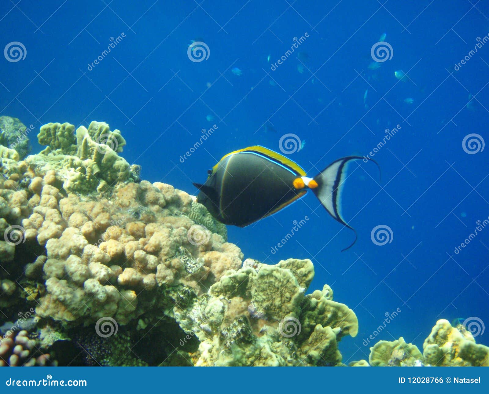 Fish -surgeon near a reef stock photo. Image of survey - 12028766