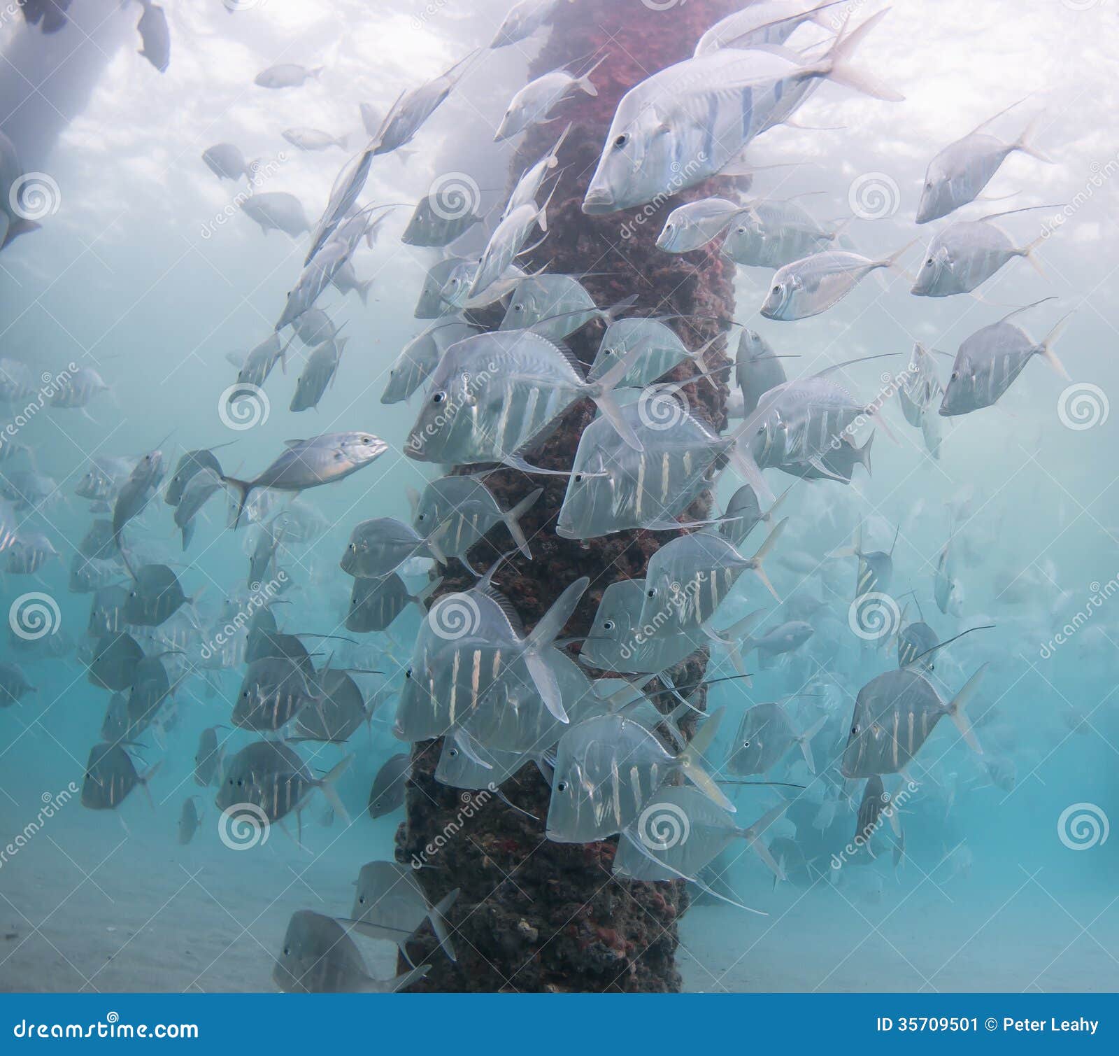 Fish Surrounding the Piling of a Pier Stock Image - Image of fish ...