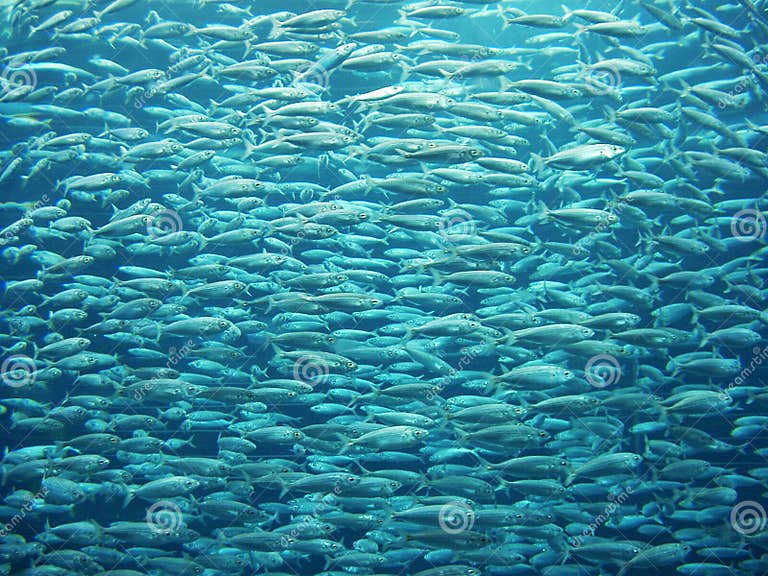 Fish swarm stock image. Image of aqua, dive, fish, sealife - 119365