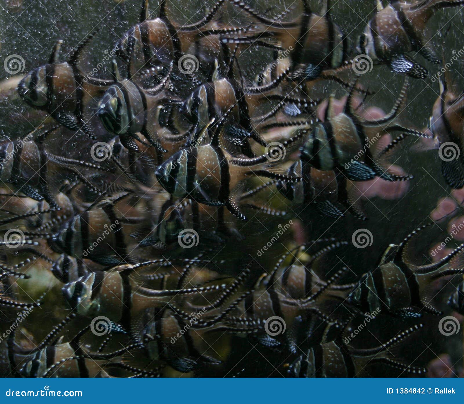 Fish swarm stock photo. Image of caribbean, ocean, tropical - 1384842