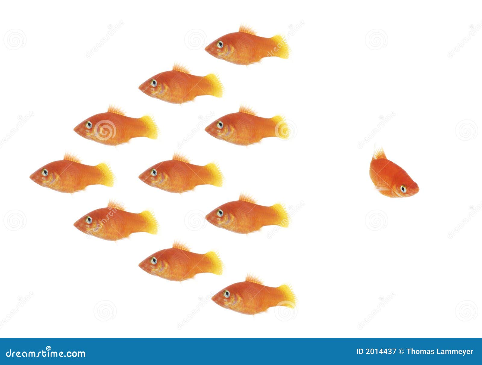 Fish swarm stock image. Image of isolated, yellow, exhausts - 2014437