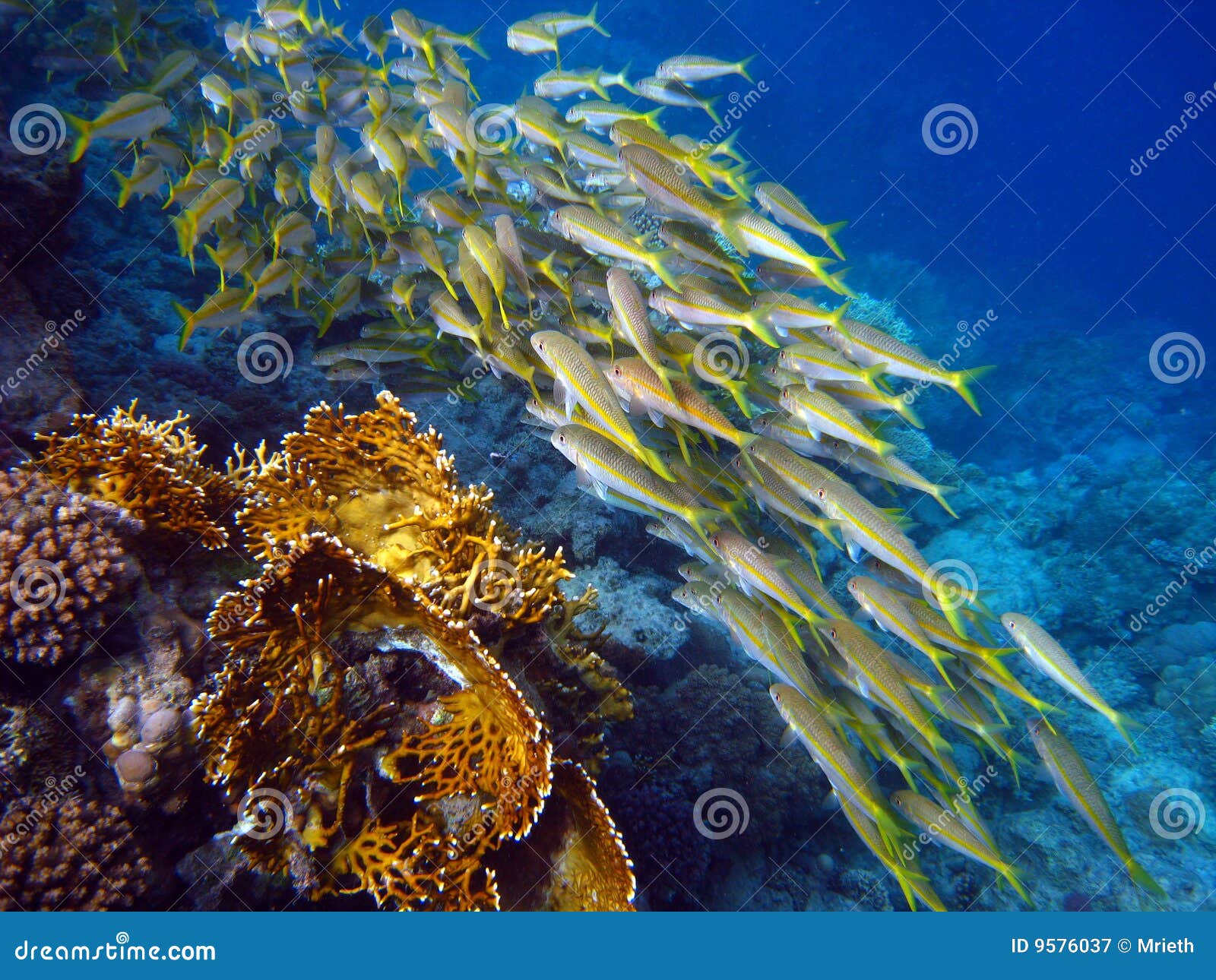 Fish Swarm at a Colorful Reef Stock Image - Image of coral, deep: 9576037