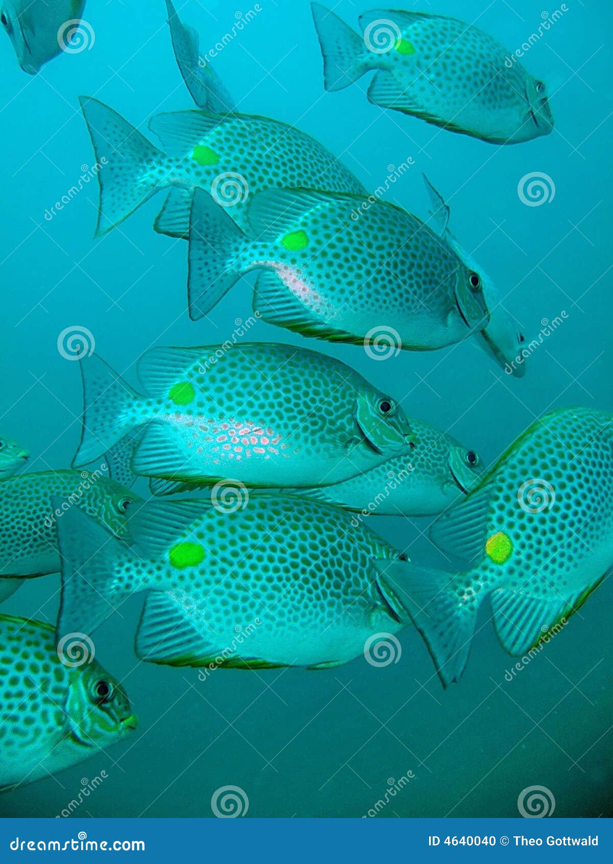 Fish Swarm in the Coral Reef Stock Photo - Image of explore, egypt: 4640040