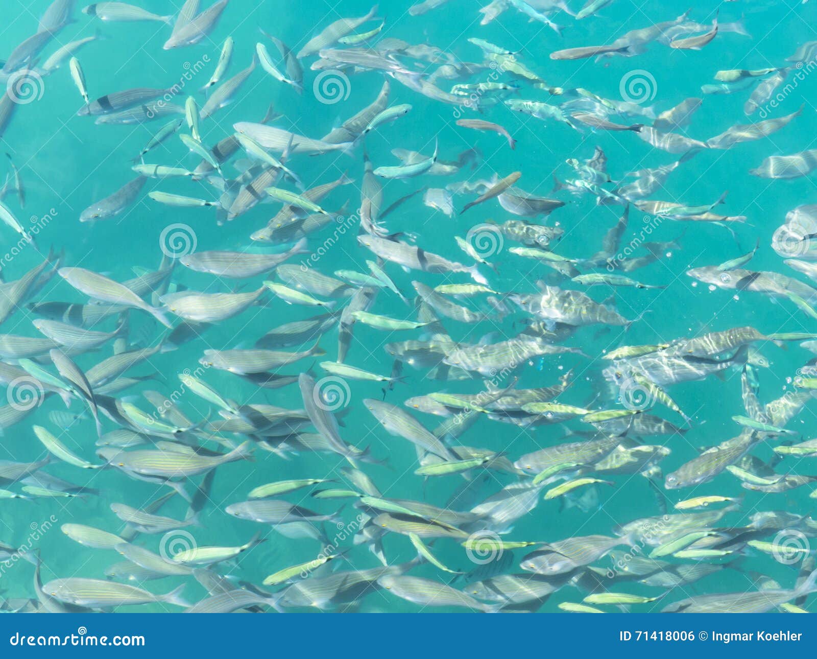 Fish swarm in green ocean. stock photo. Image of swarm - 71418006