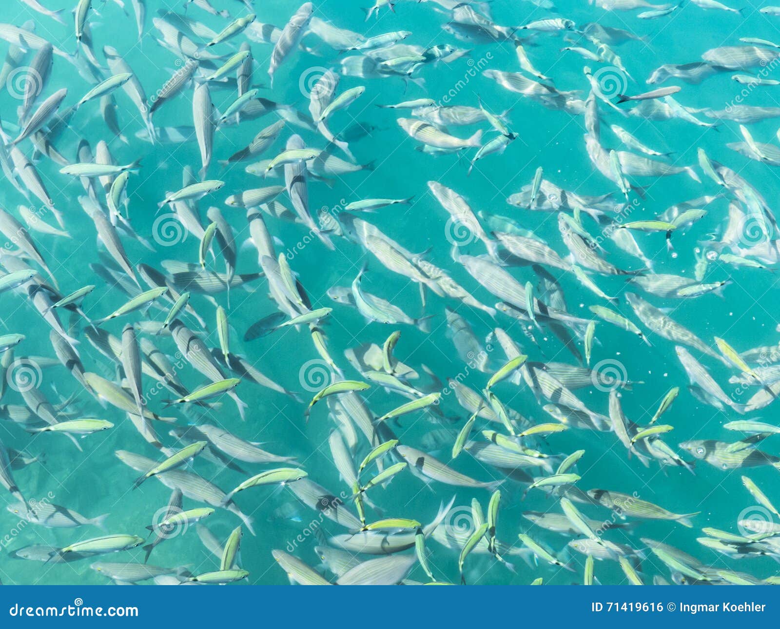 Fish swarm in green ocean. stock photo. Image of atlantic - 71419616