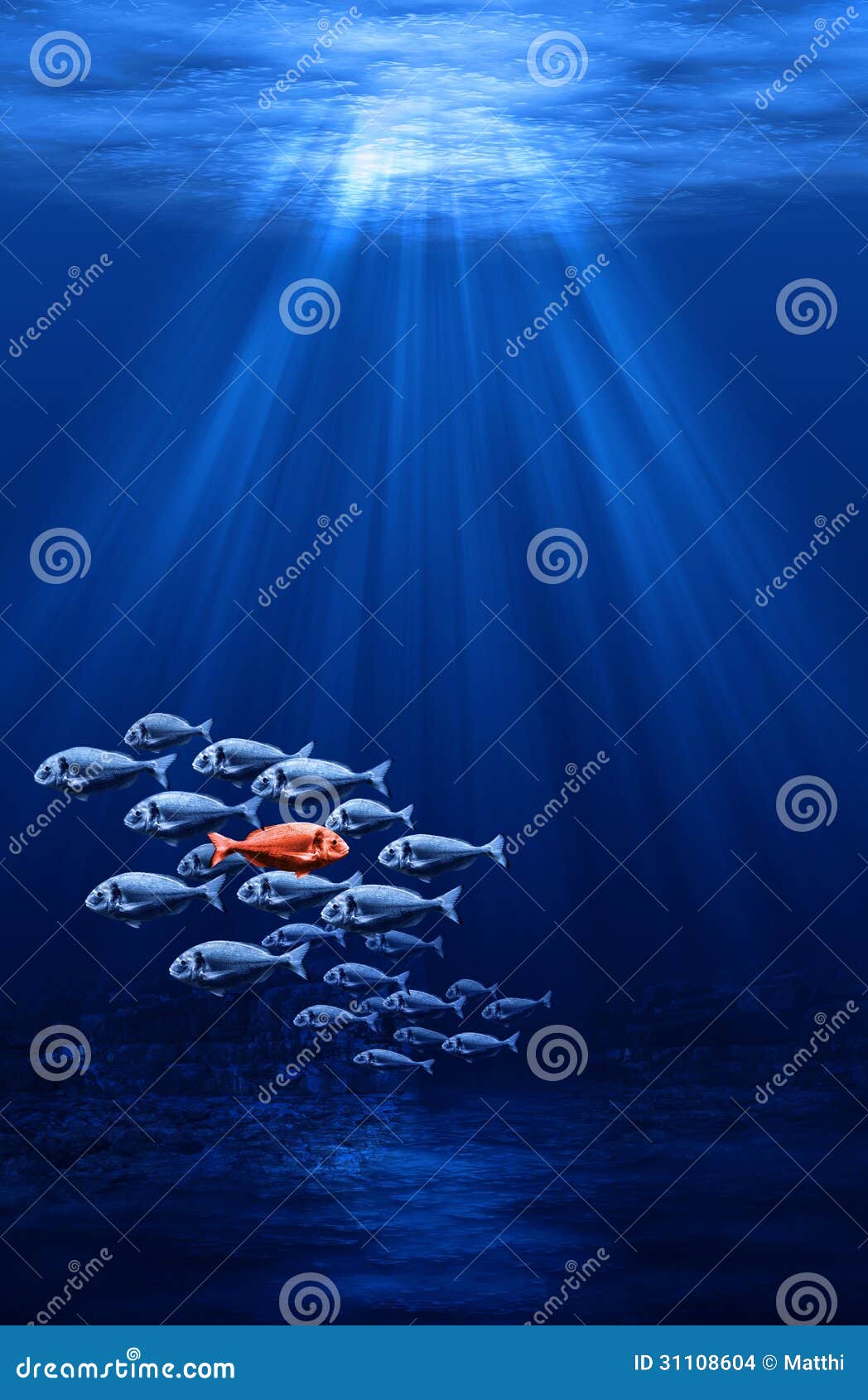 Fish swarm - individualism stock photo. Image of aqua - 31108604