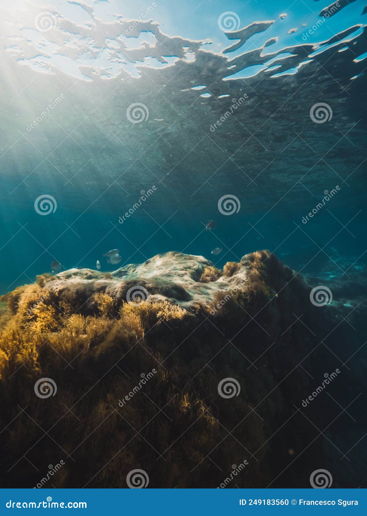 Fish Swim among the Rocks Under the Ocean Stock Photo - Image of seabed ...