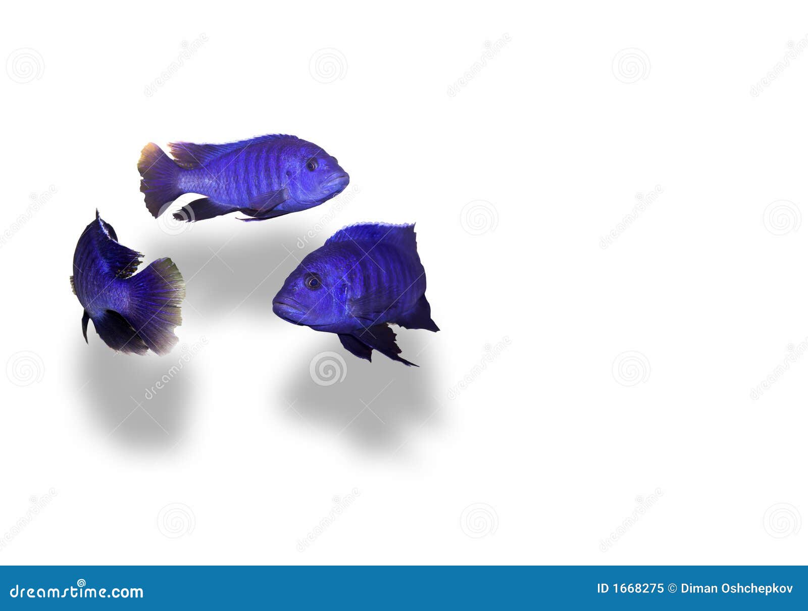 Fish swiming in a circle stock image. Image of fishbowl - 1668275